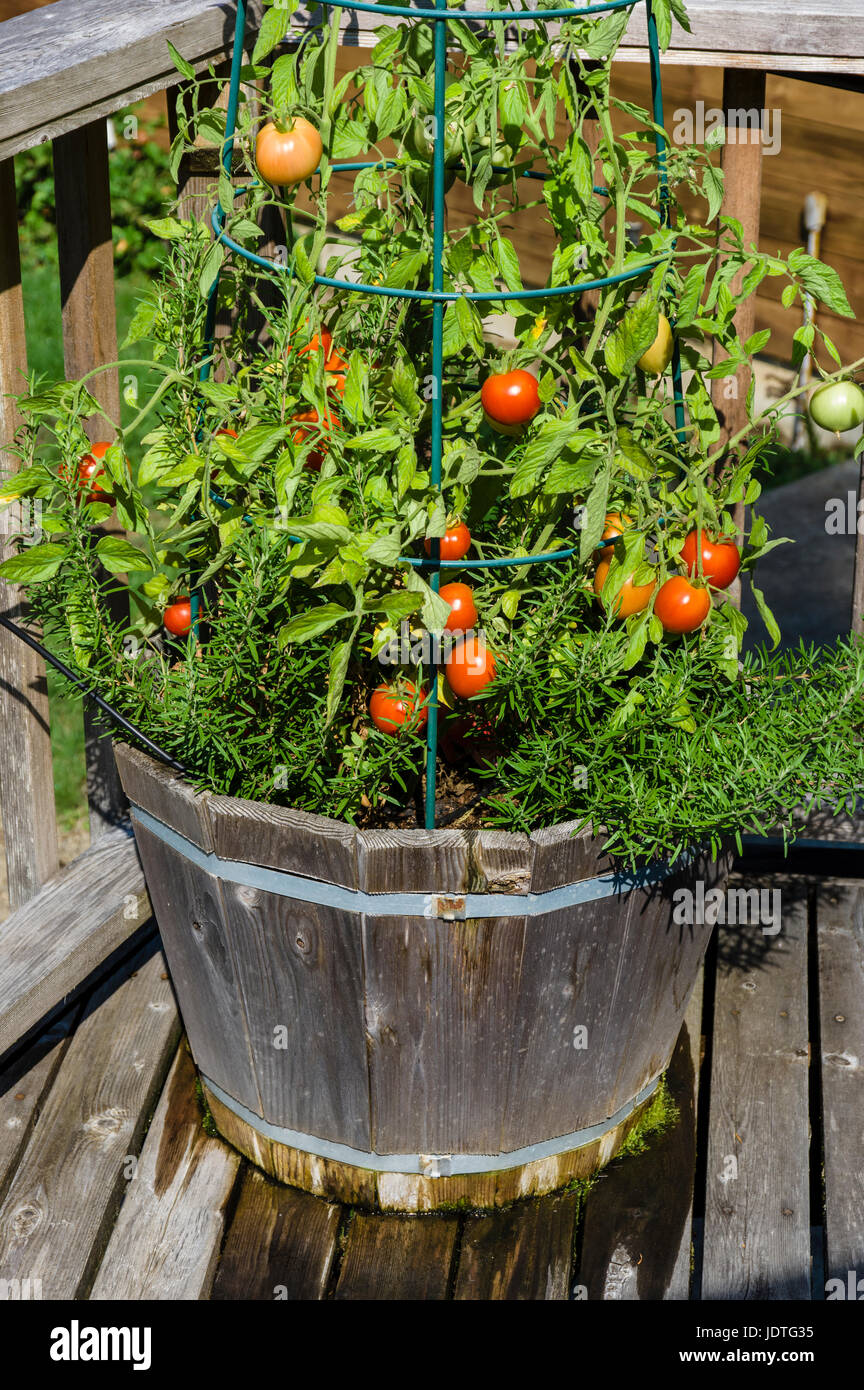 Fresh growing tomatoes in the garden with wire rings Stock Photo - Alamy