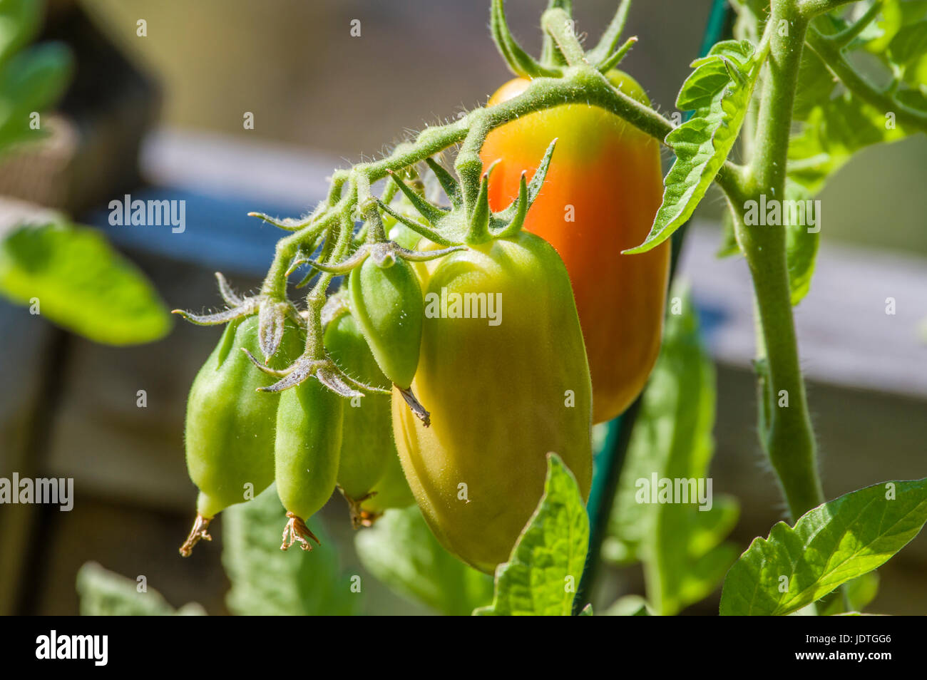 Fresh growing paste tomatoes in the garden with wire rings Stock Photo ...