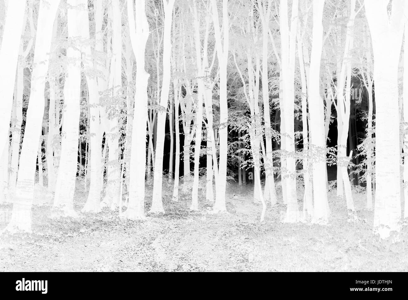 Scary halloween landscape gloomy Black and White Stock Photos & Images ...