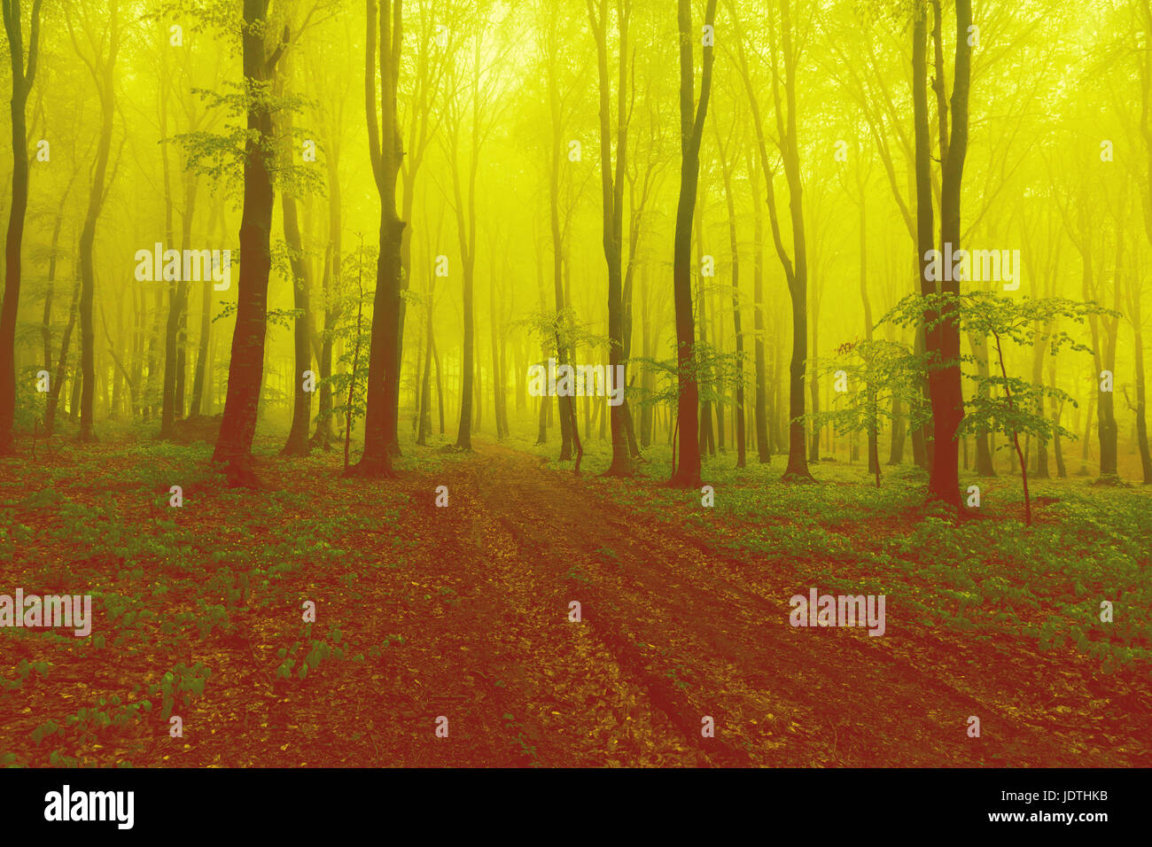 Dark foggy forest scary trees hi-res stock photography and images - Alamy