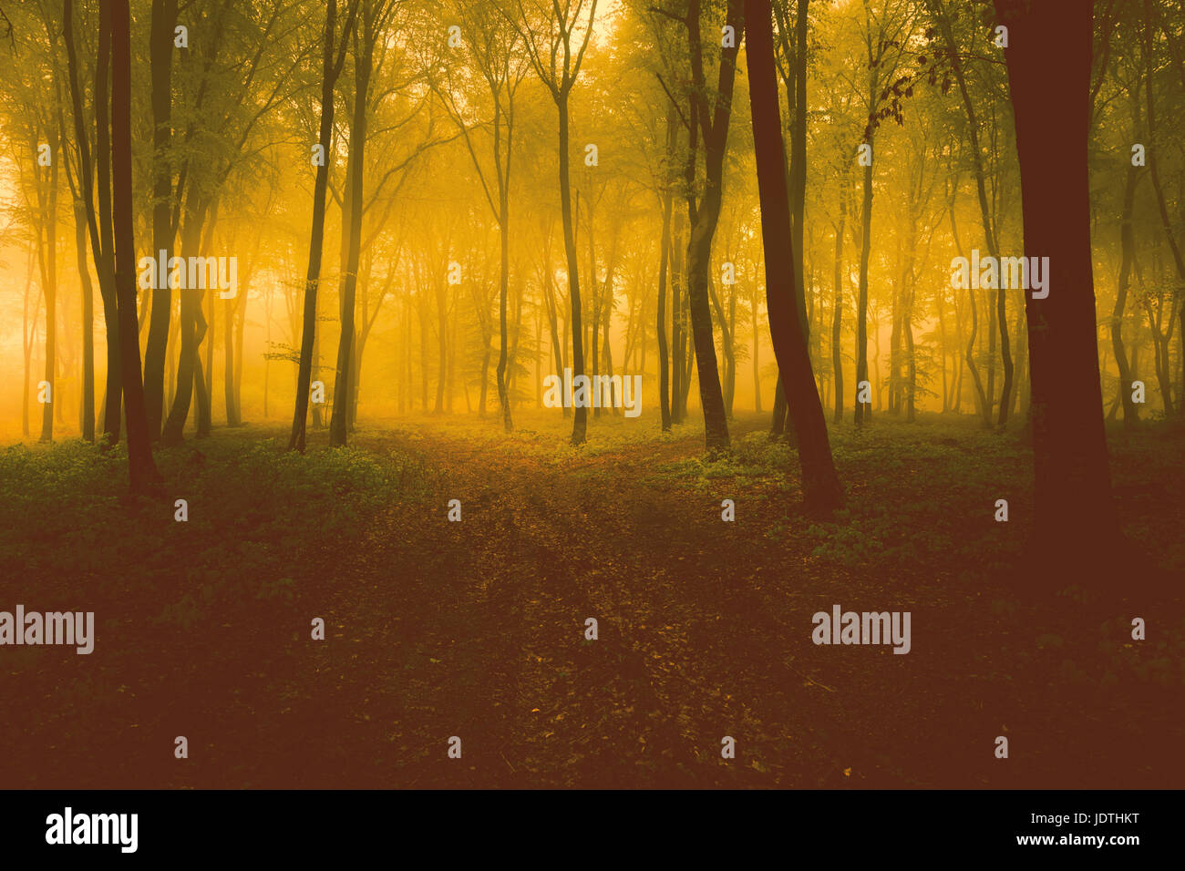 Dark forest in foggy moody day Stock Photo - Alamy