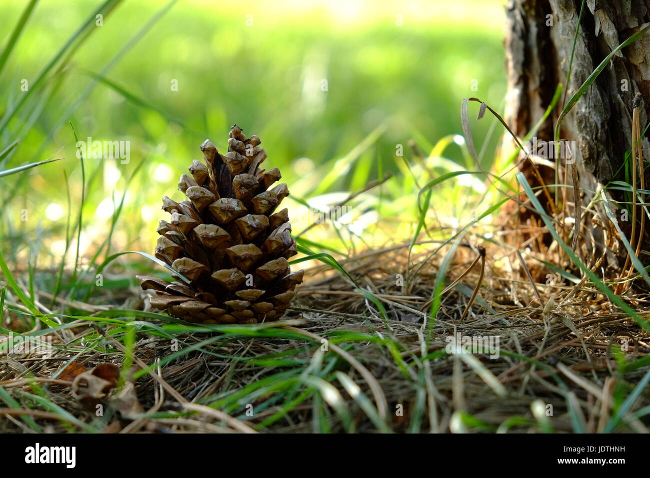 Sample conifer hi-res stock photography and images - Alamy