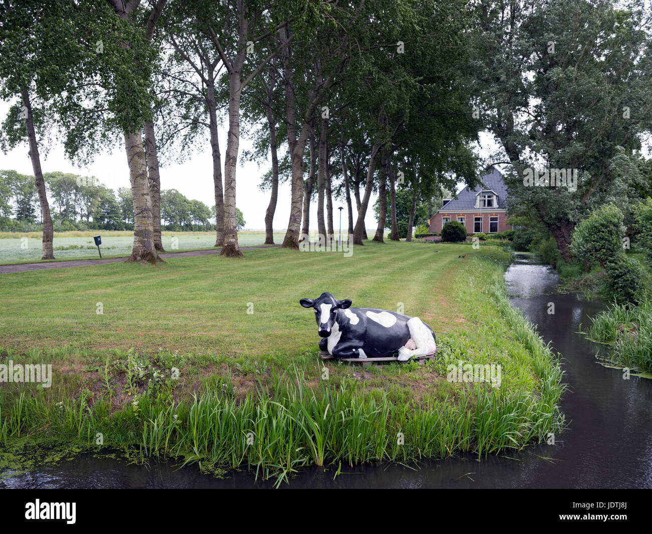 black and white fake cow in meadow in front of typical farm in dutch ...