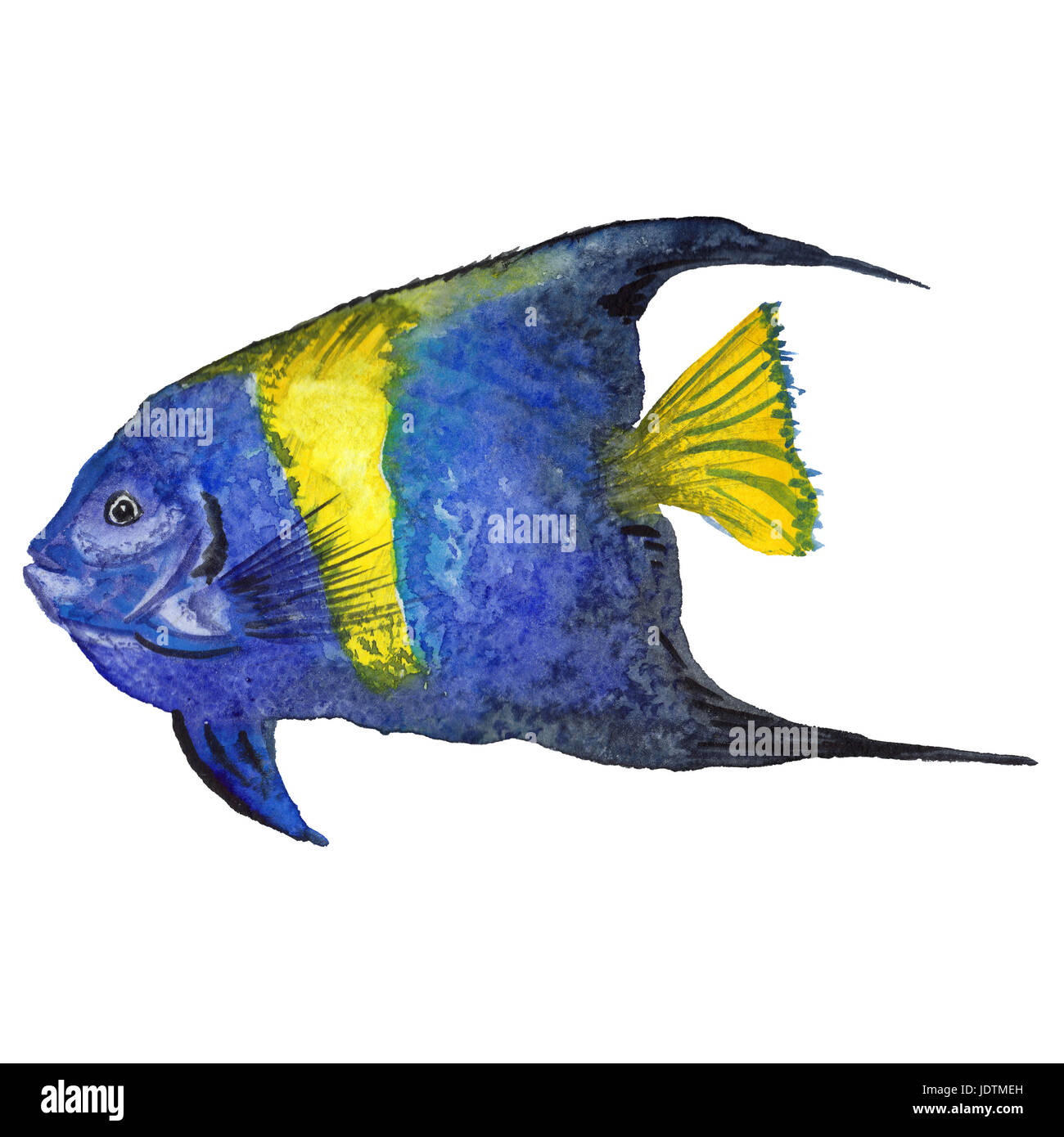 Watercolor aquatic underwater colorful tropical fish set. Red sea and ...