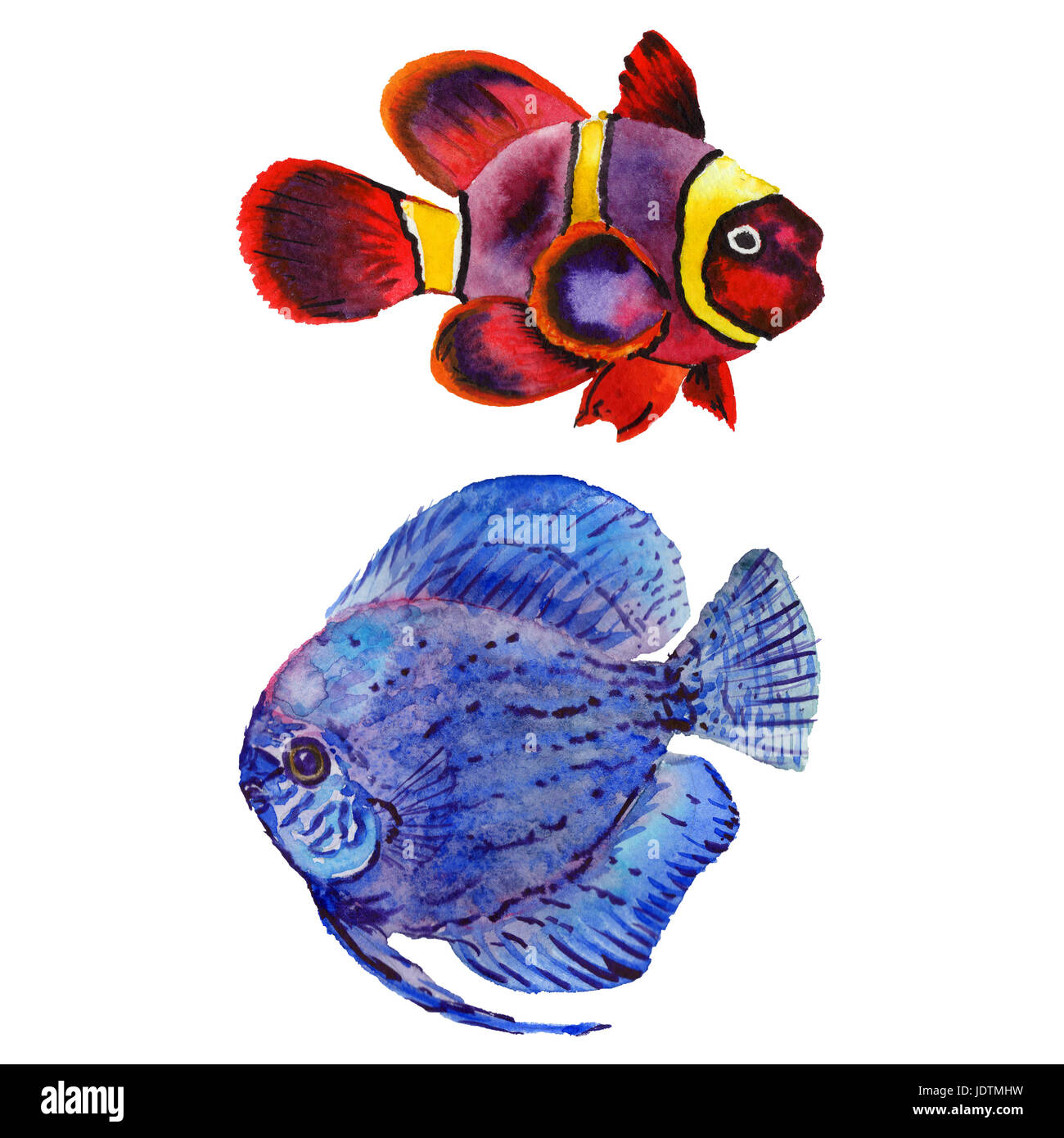 Watercolor aquatic underwater colorful tropical fish set. Red sea and ...