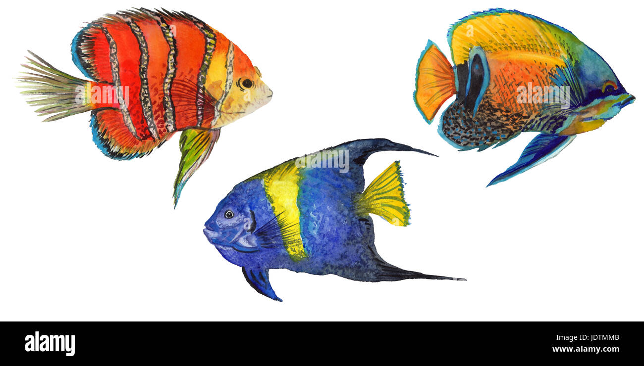 Watercolor aquatic underwater colorful tropical fish set. Red sea and ...