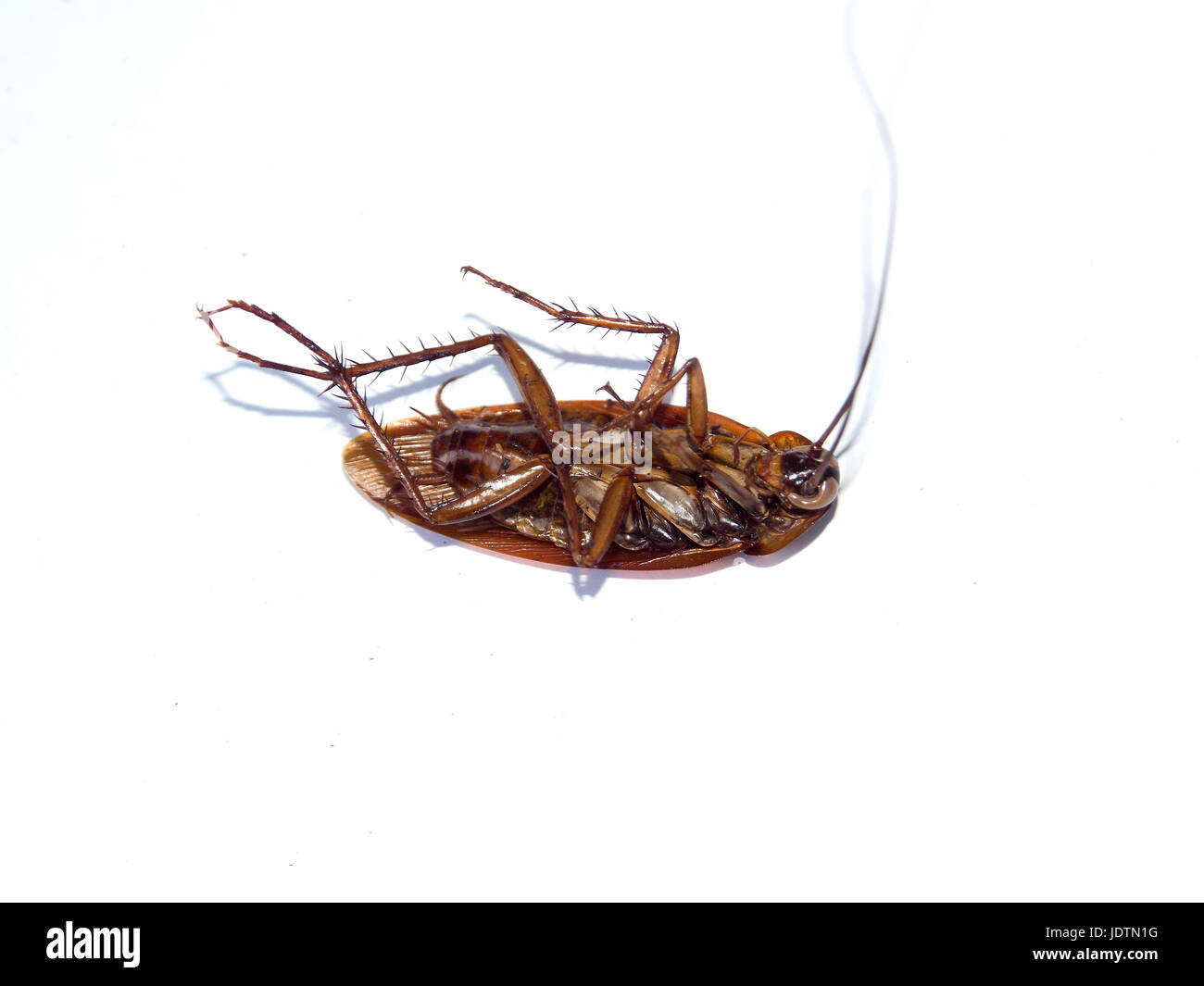 Dead cockroach on isolated white background Stock Photo - Alamy