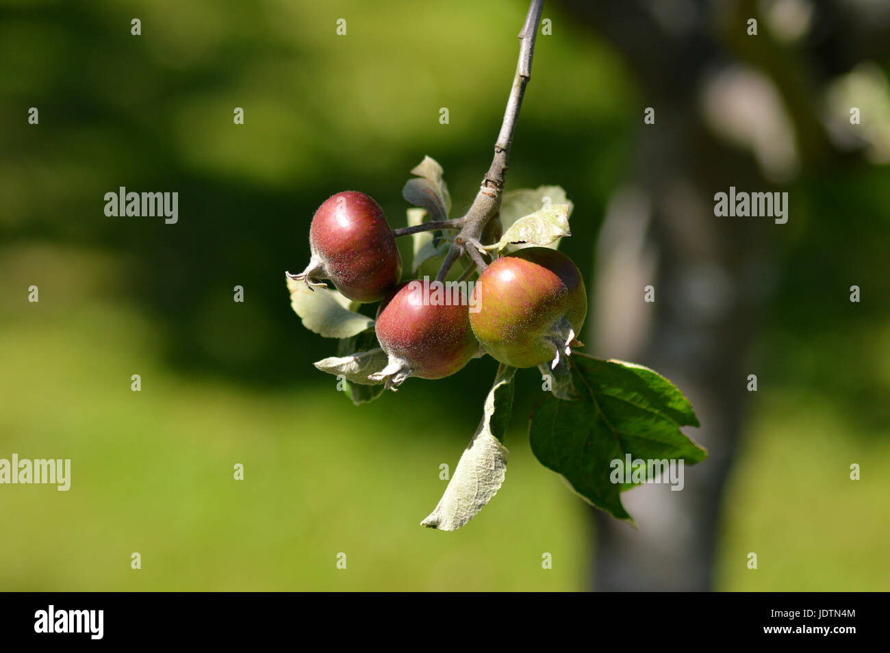 Several apples growing on hi-res stock photography and images - Alamy