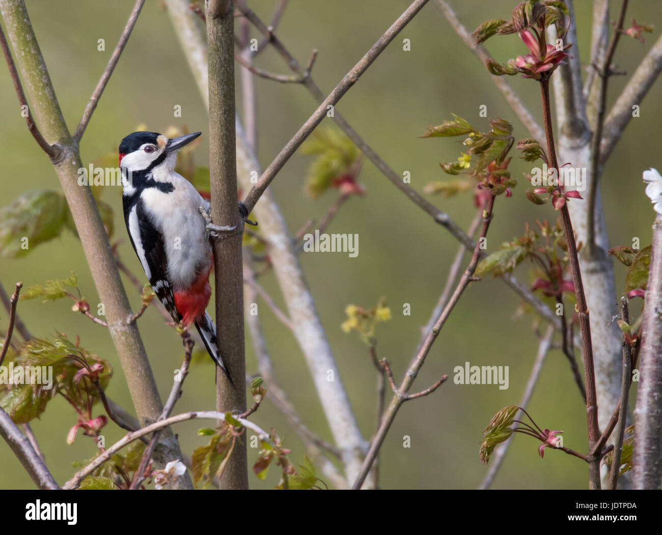 Woodpecker on tree branch in hi-res stock photography and images - Alamy
