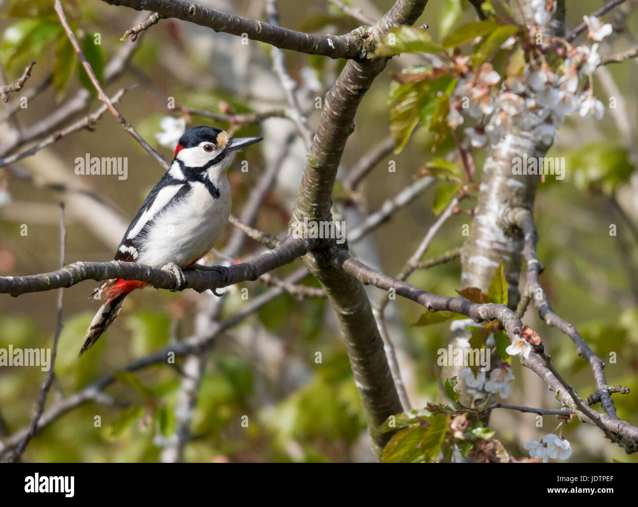 Great Spotted Woodpecker waiting until its safe Stock Photo - Alamy