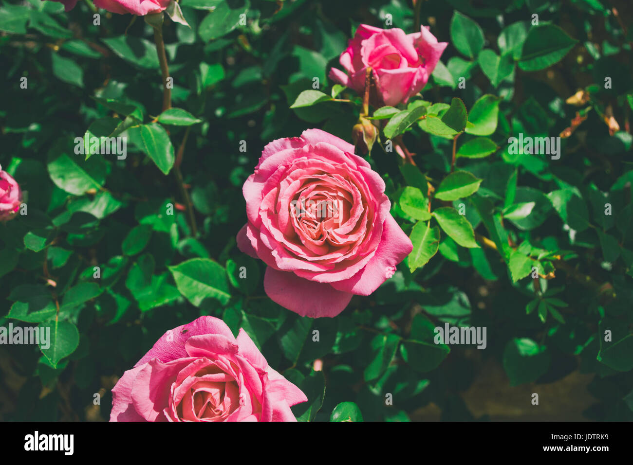Beautiful pink roses Stock Photo - Alamy