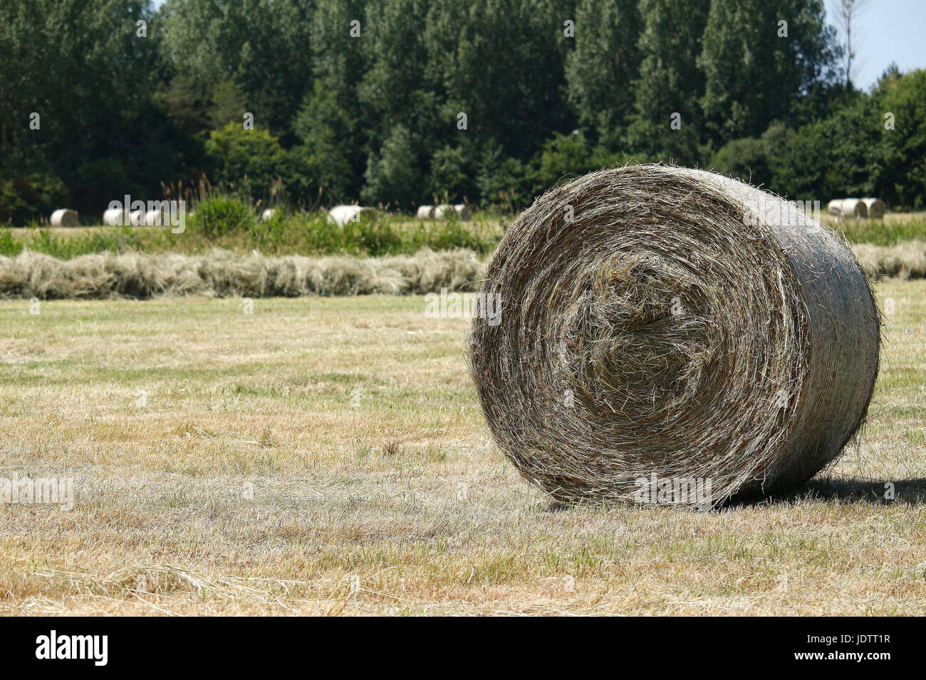 Agriculture round bales alfalfa hay hi-res stock photography and images ...