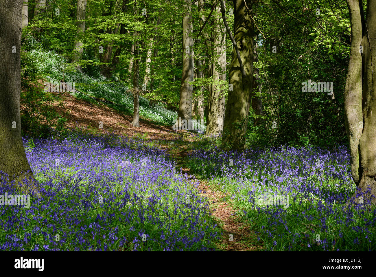 Spring, bluebells in Allensford Country Park an area of woodland in the ...