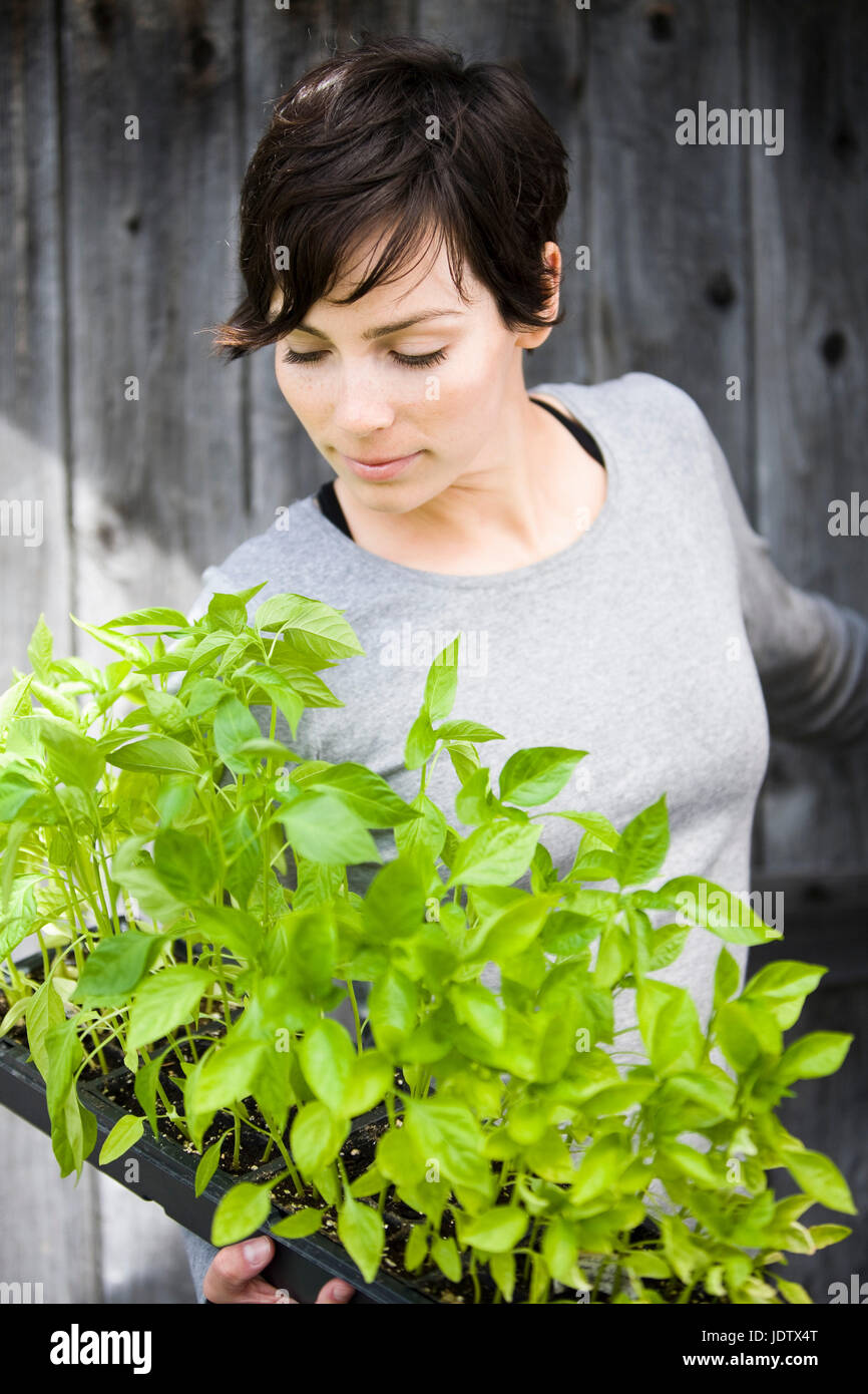 Woman holding tray of young plants Stock Photo - Alamy Woman holding tray of young plants Stock Photo - Alamy