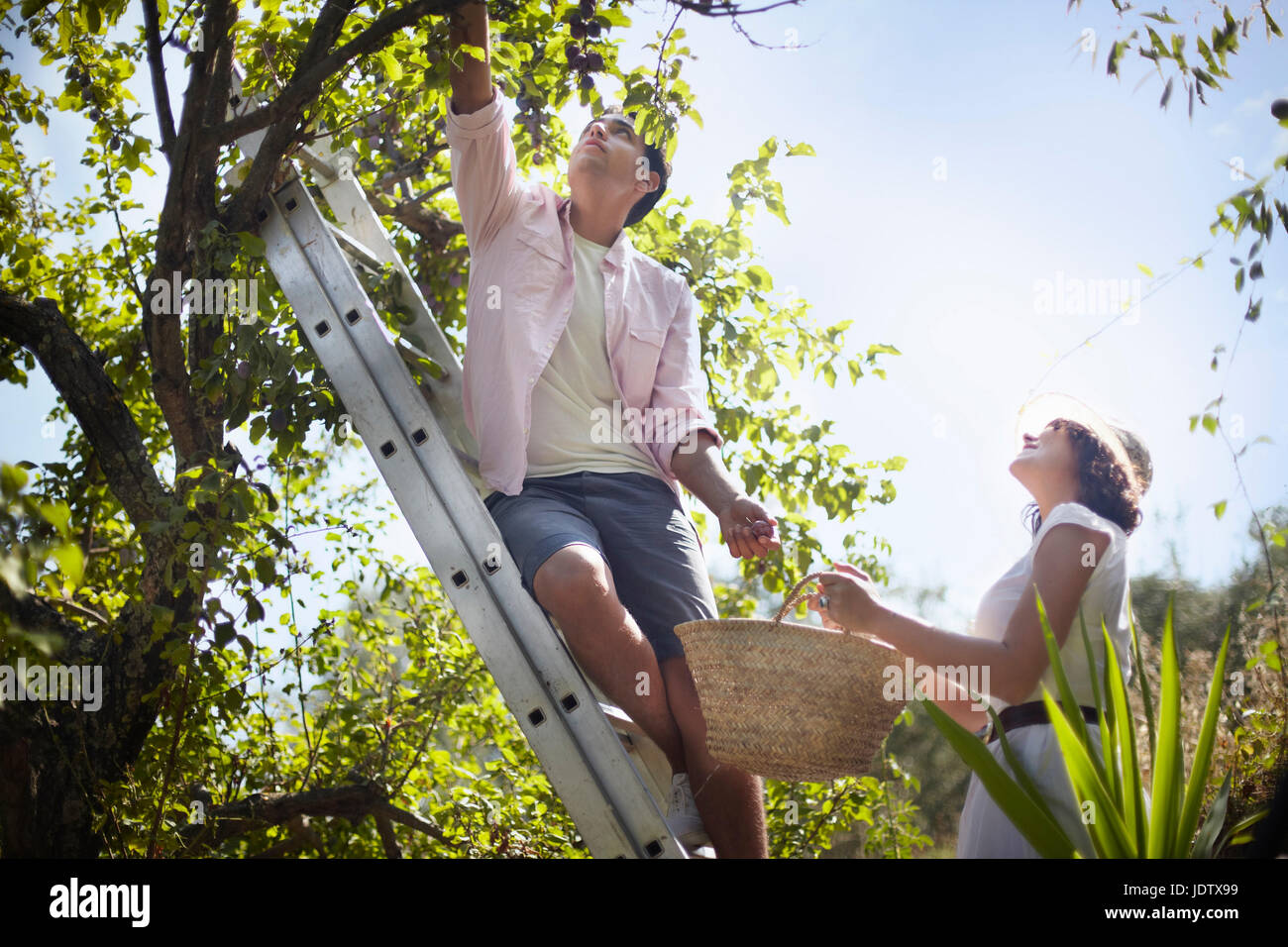 Couple picking fruit Stock Photo - Alamy