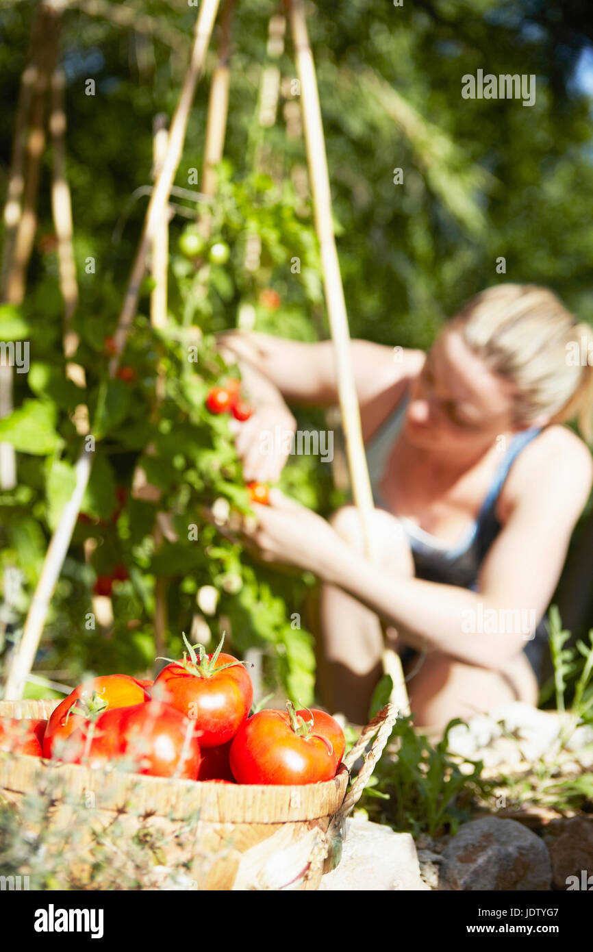 Woman picking tomatoes in backyard Stock Photo - Alamy
