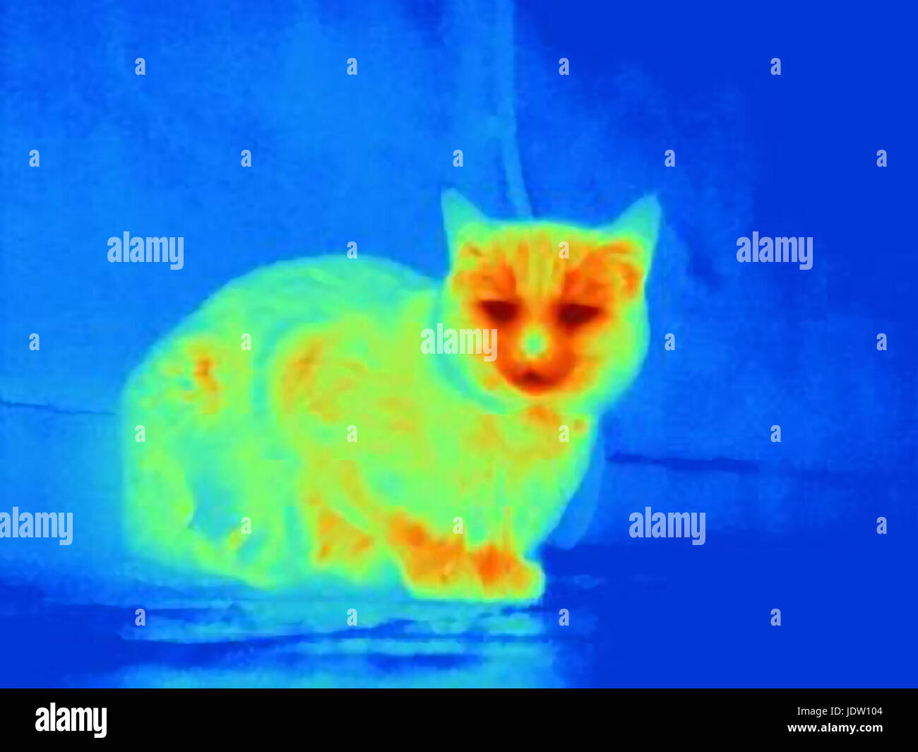 Animal thermal image hi-res stock photography and images - Alamy
