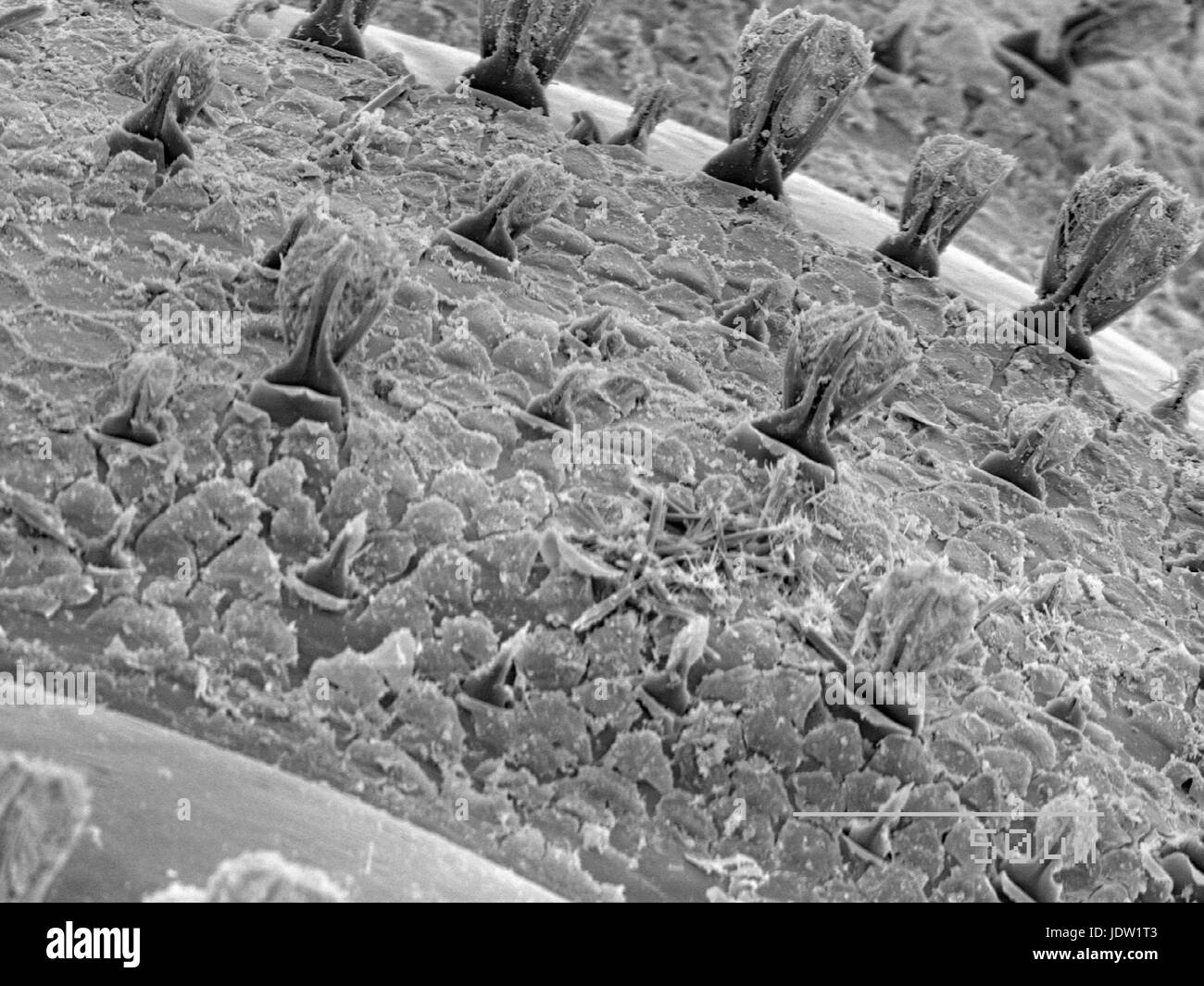 Magnified view of scales on isopod Stock Photo - Alamy