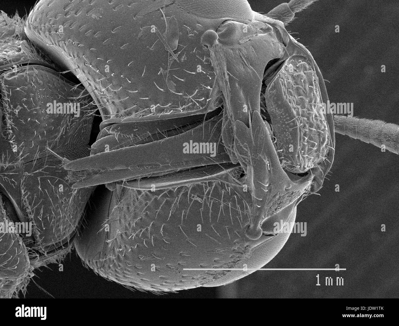 Bee close up microscope Black and White Stock Photos & Images - Alamy