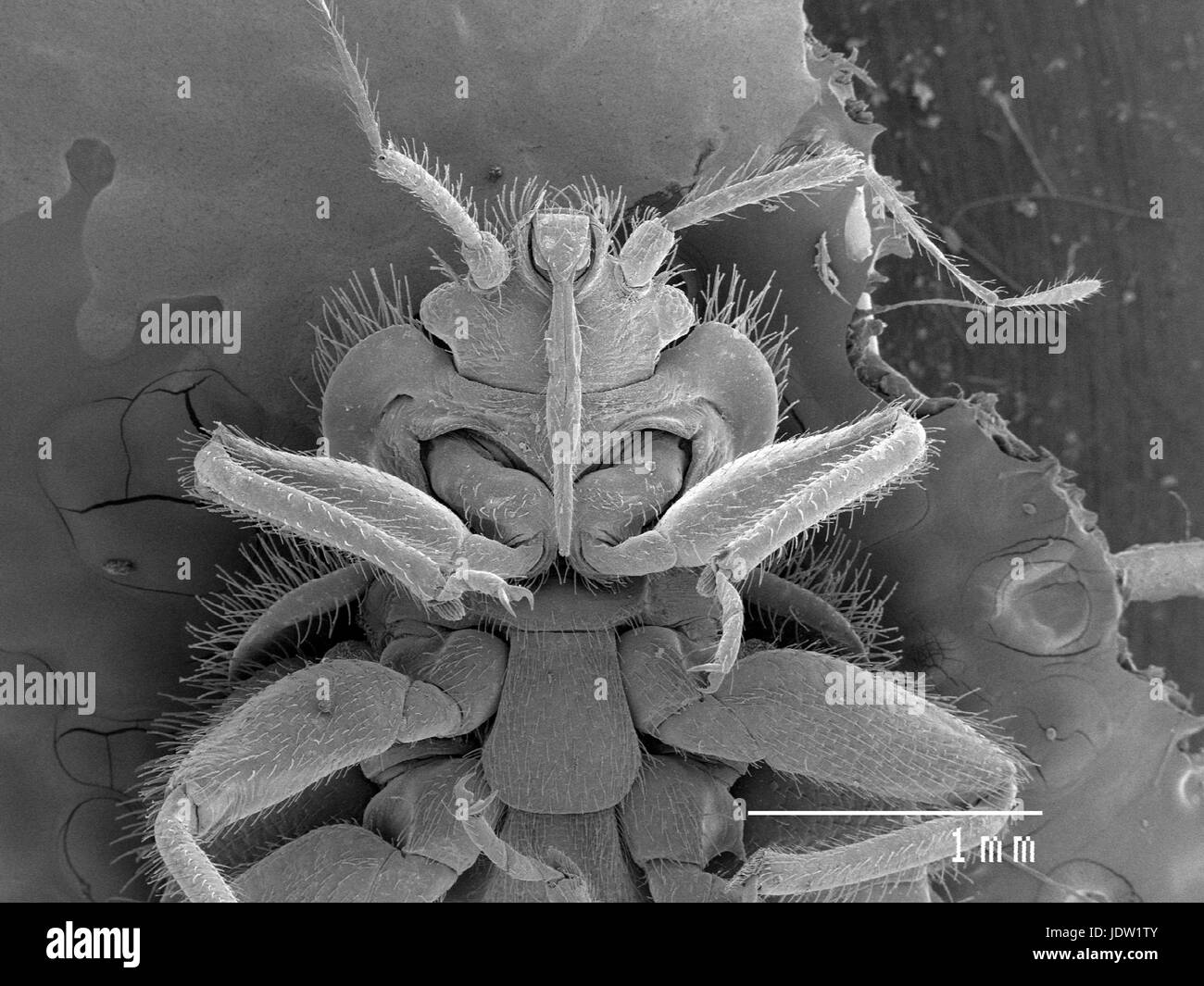 Magnified view of bat bug Stock Photo - Alamy
