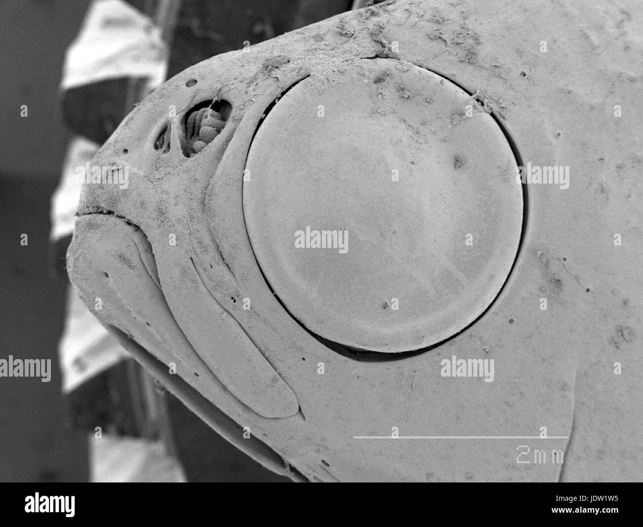 Side profile view head Black and White Stock Photos & Images - Alamy