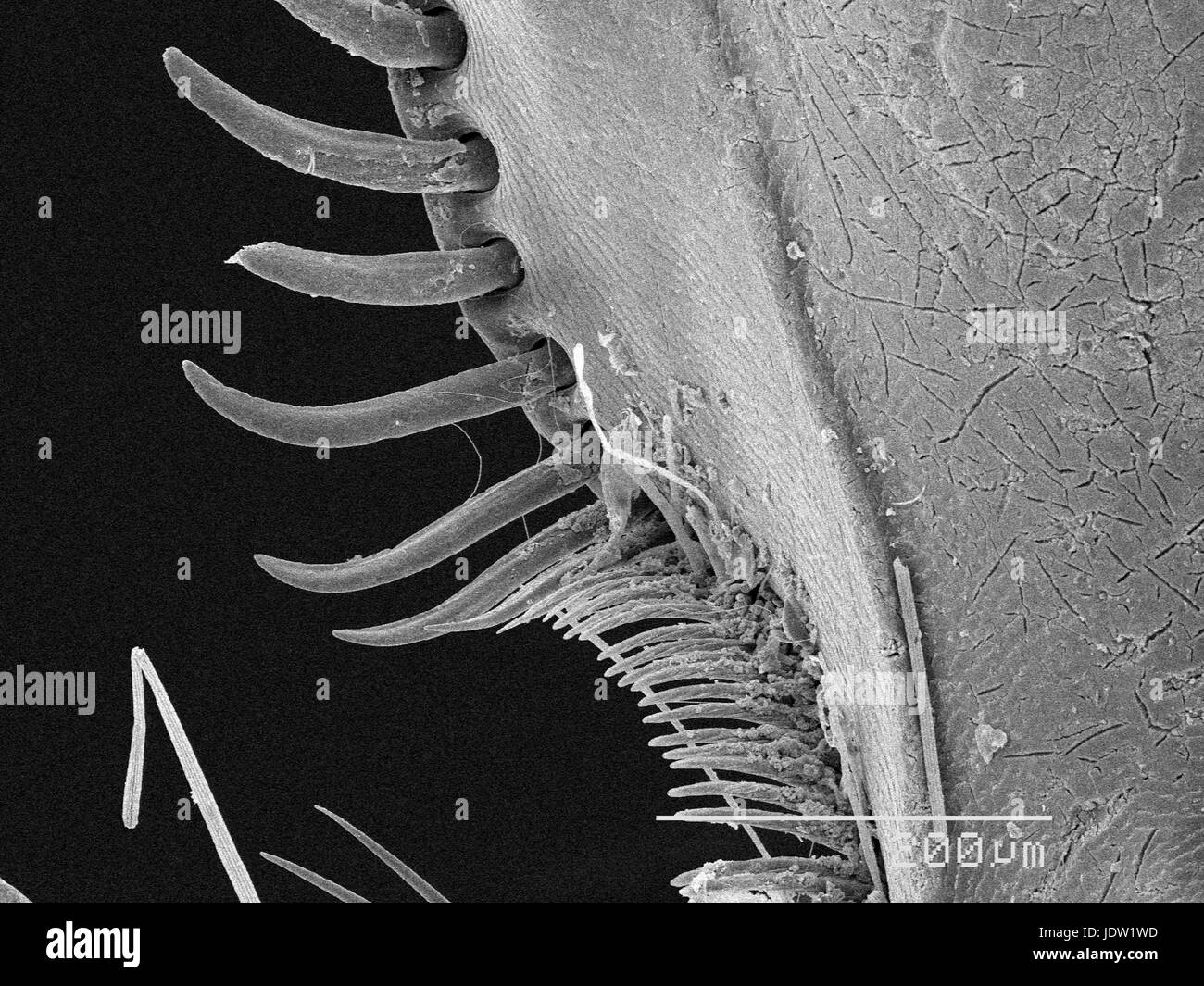 Magnified view of beetle leg spines Stock Photo - Alamy