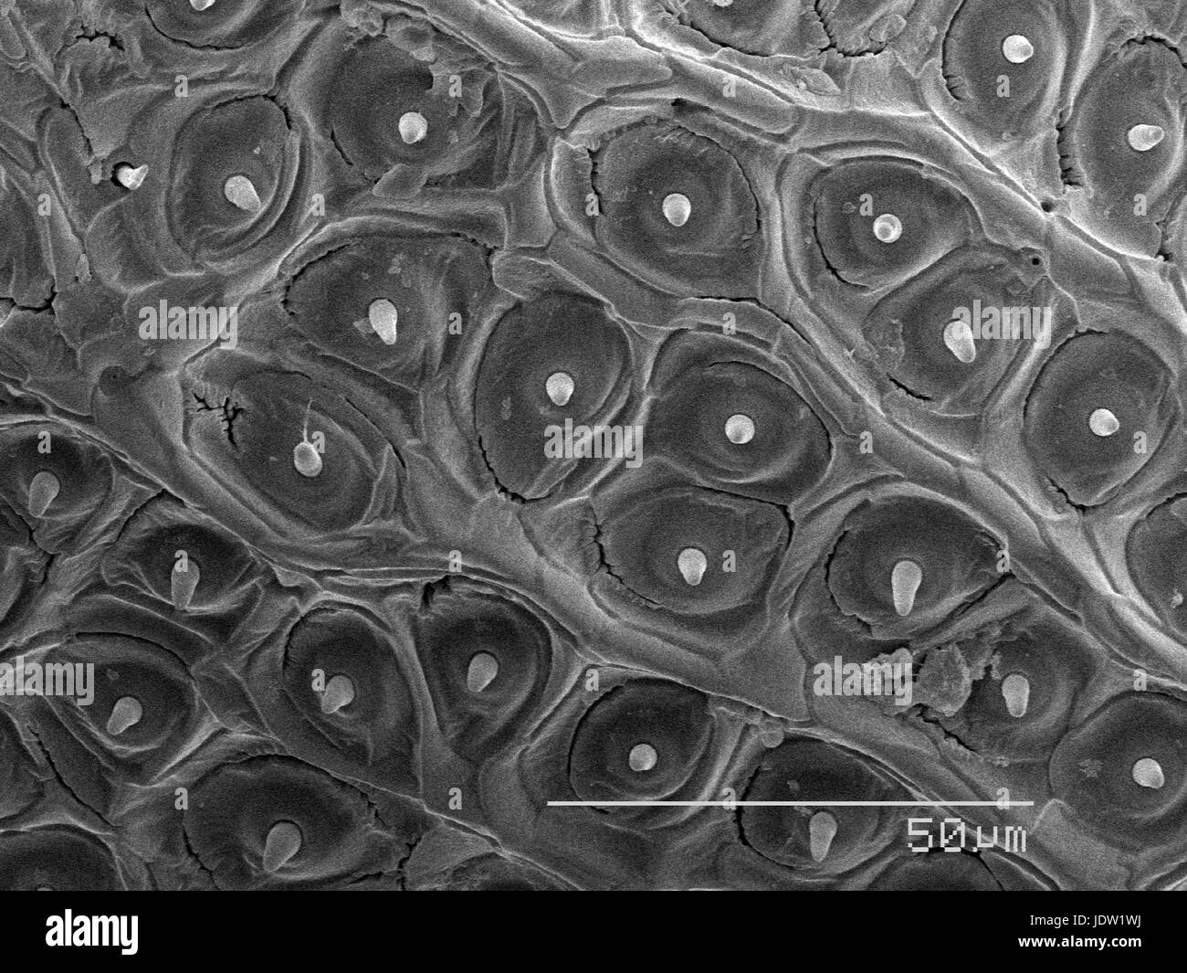 Magnified view of antenna of beetle Stock Photo - Alamy