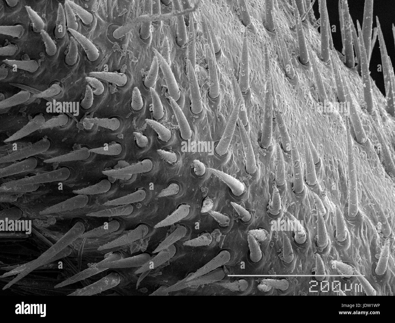 Insect spine Black and White Stock Photos & Images - Alamy