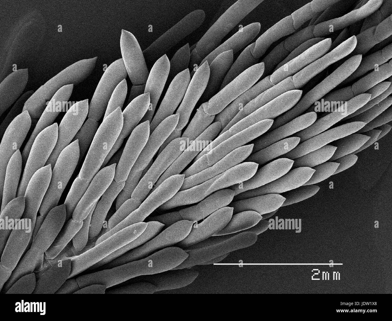 Fish gill magnified hi-res stock photography and images - Alamy