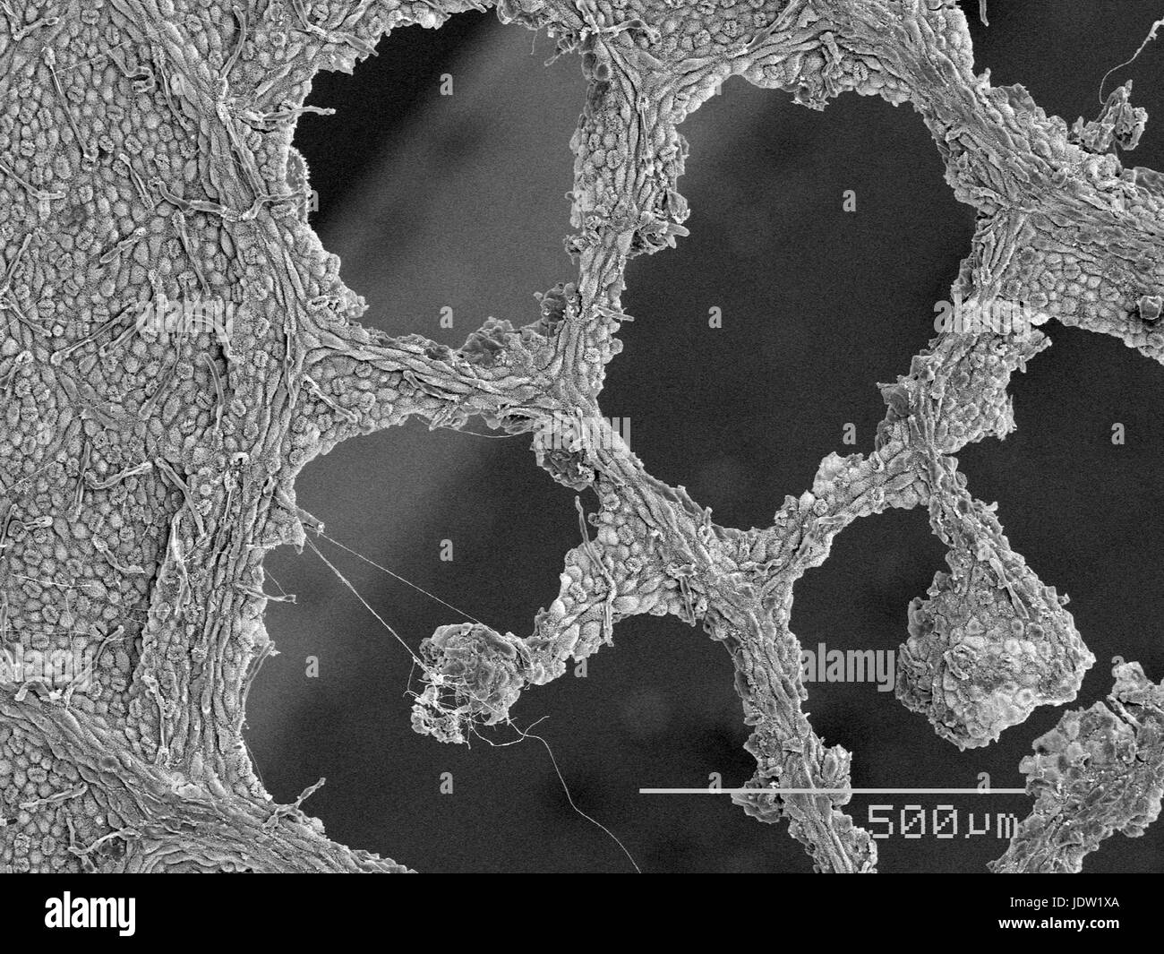 Electron microscope leaf hi-res stock photography and images - Alamy