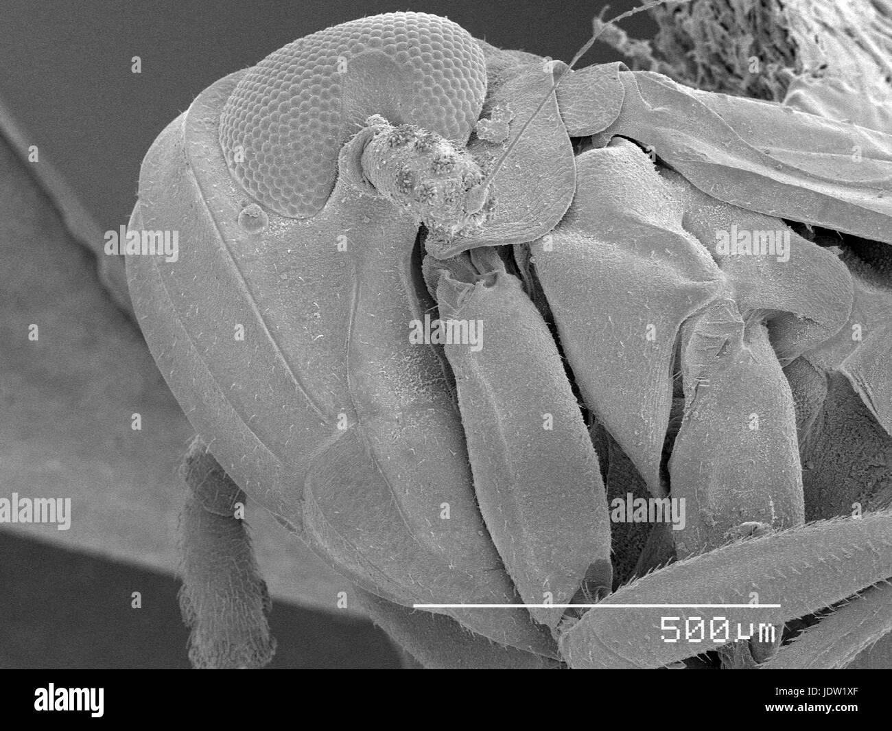 Side view of head Black and White Stock Photos & Images - Alamy