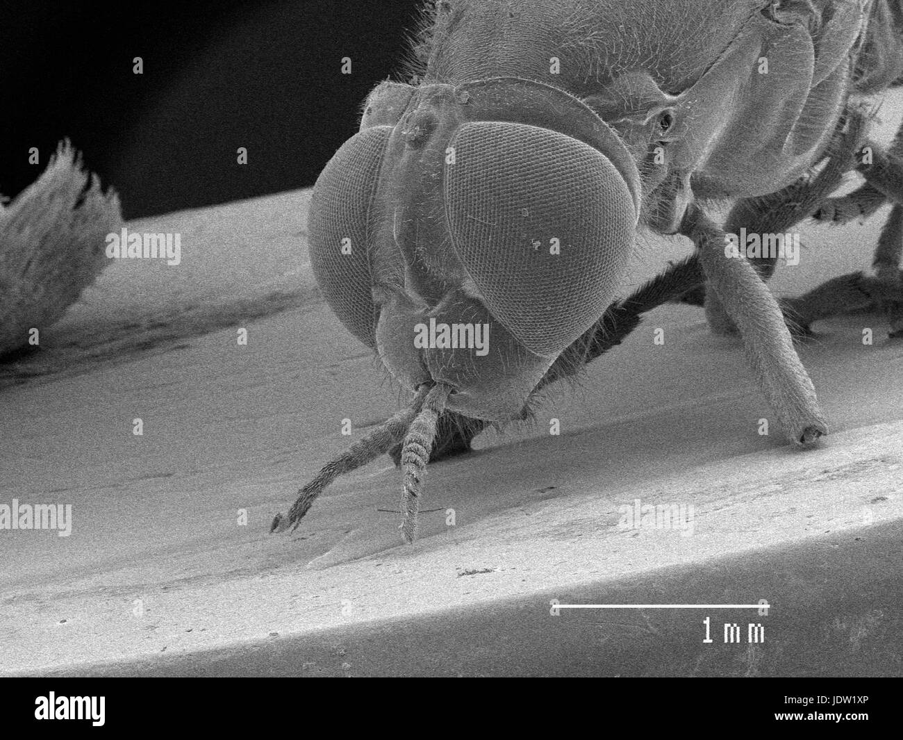 Fly head hi-res stock photography and images - Alamy