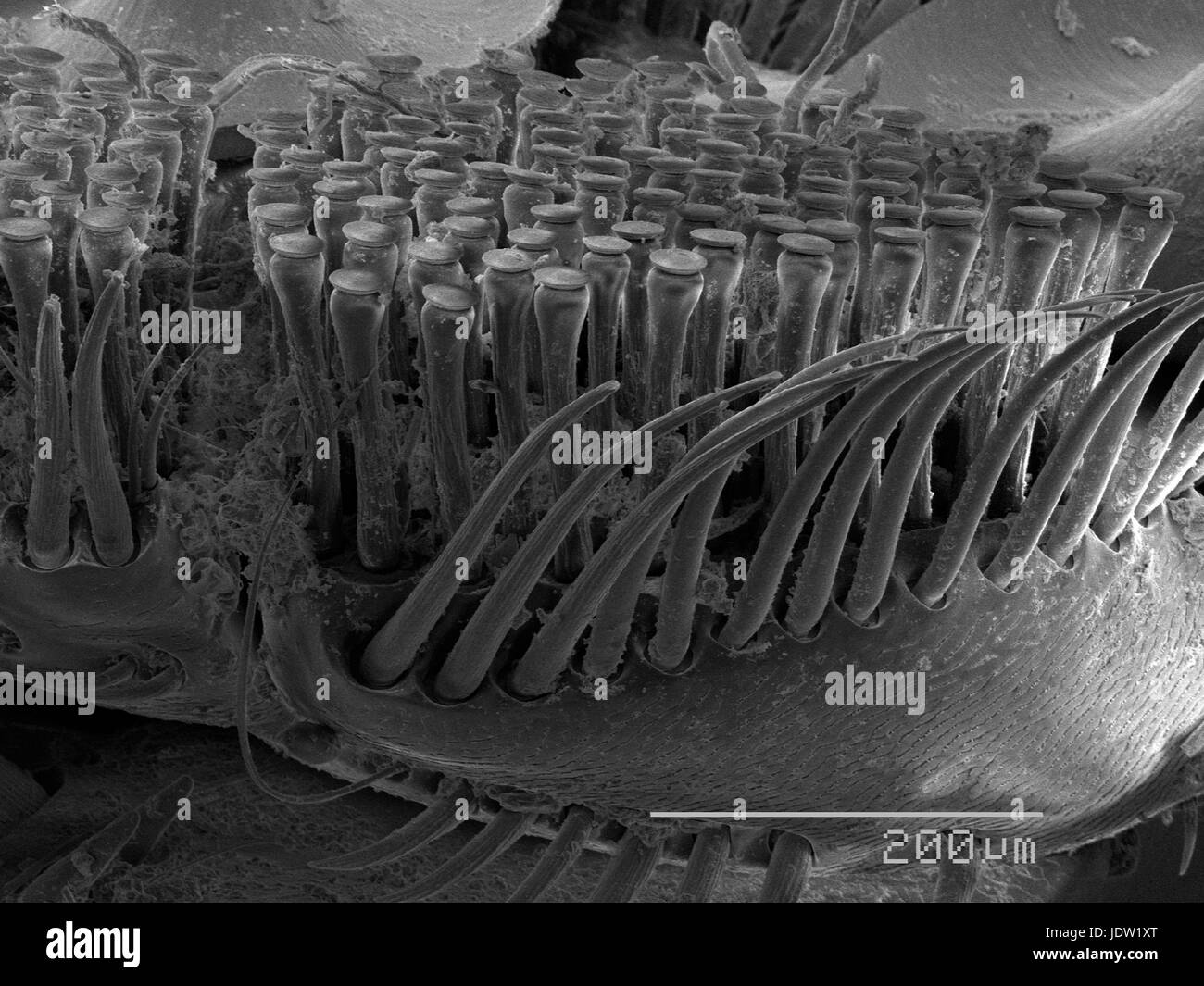 Magnified view of legs of diving beetle Stock Photo - Alamy