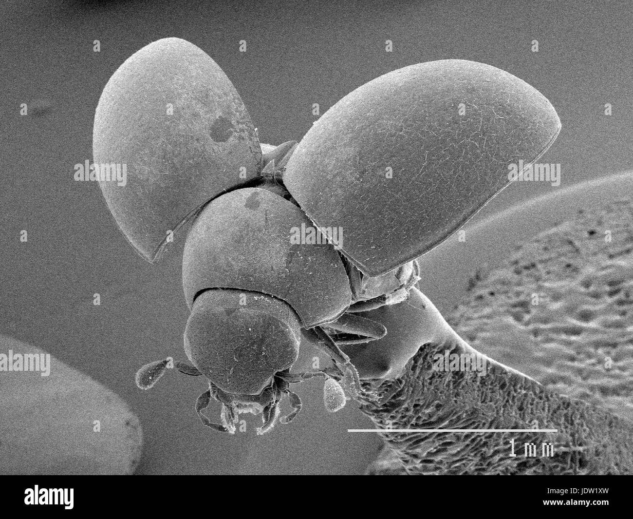 Magnified view of beetle with open wings Stock Photo - Alamy