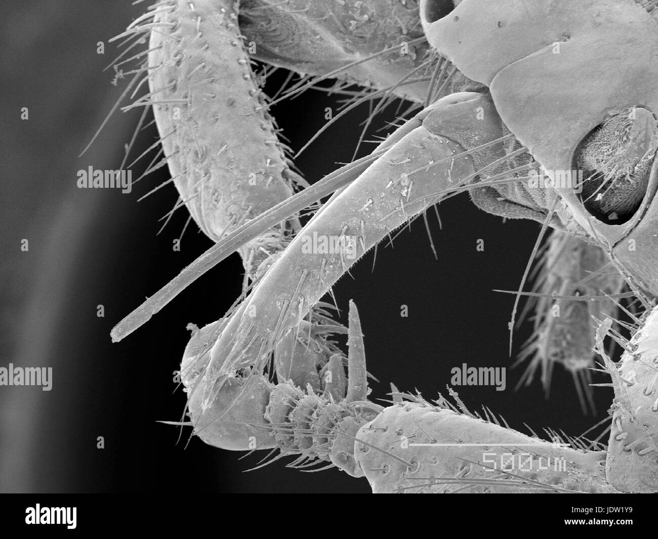 Ked hi-res stock photography and images - Alamy