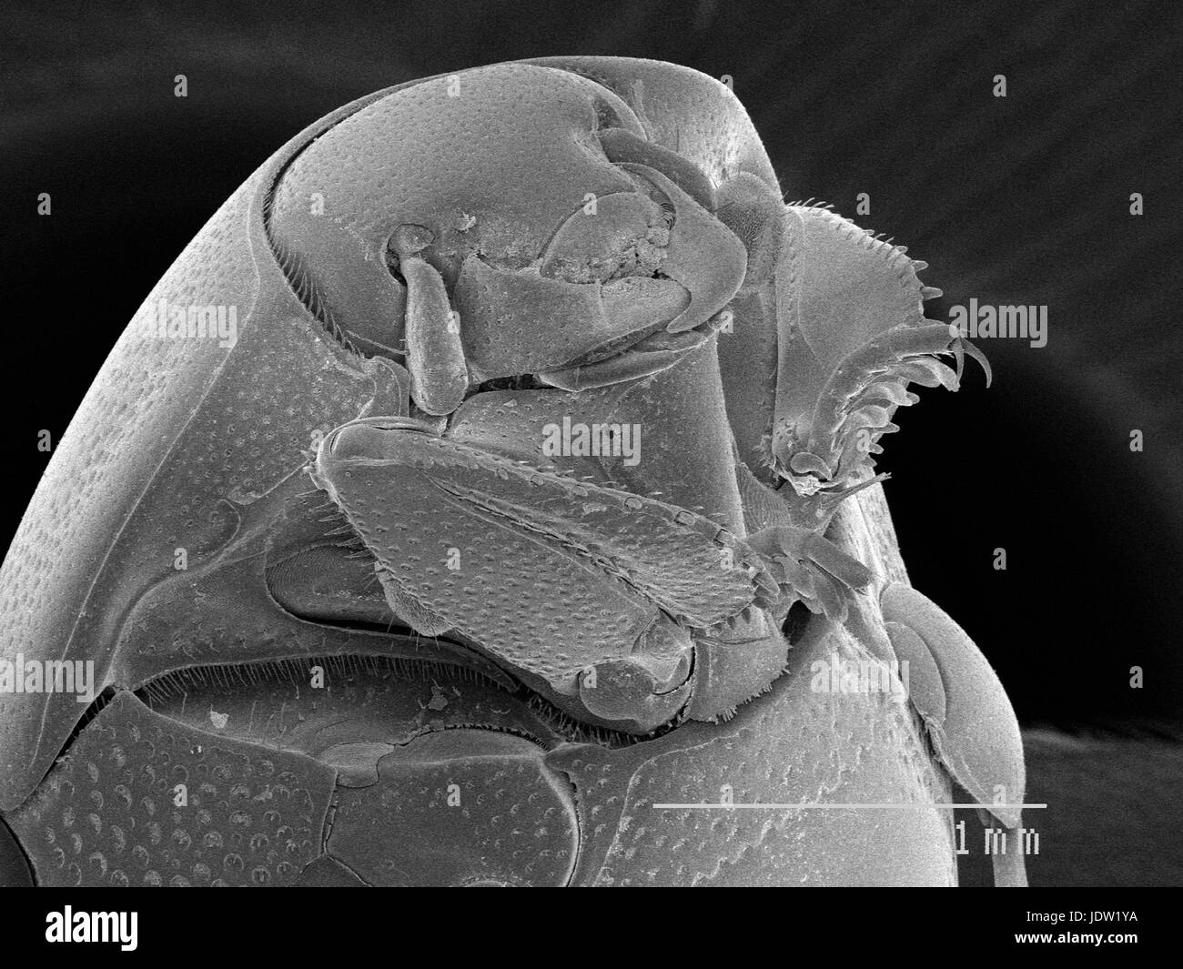 Magnified view of beetle Stock Photo - Alamy