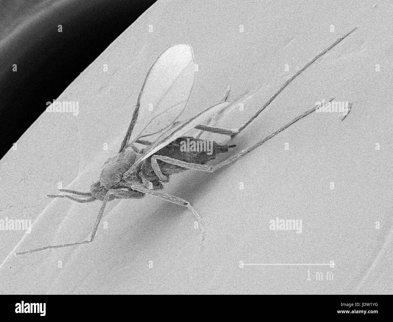 Gall midge hi-res stock photography and images - Alamy