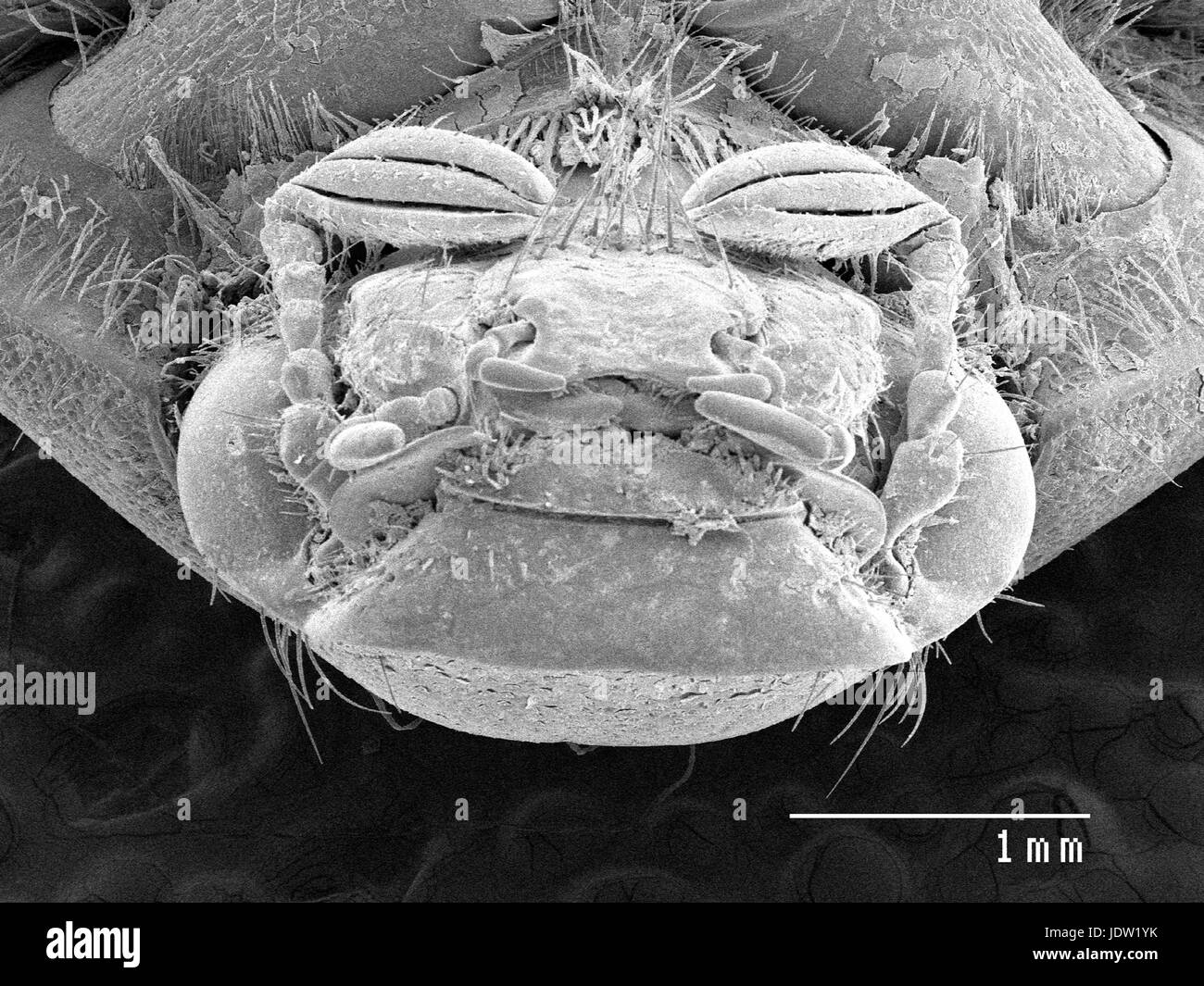 Species of scarab beetle Black and White Stock Photos & Images - Alamy