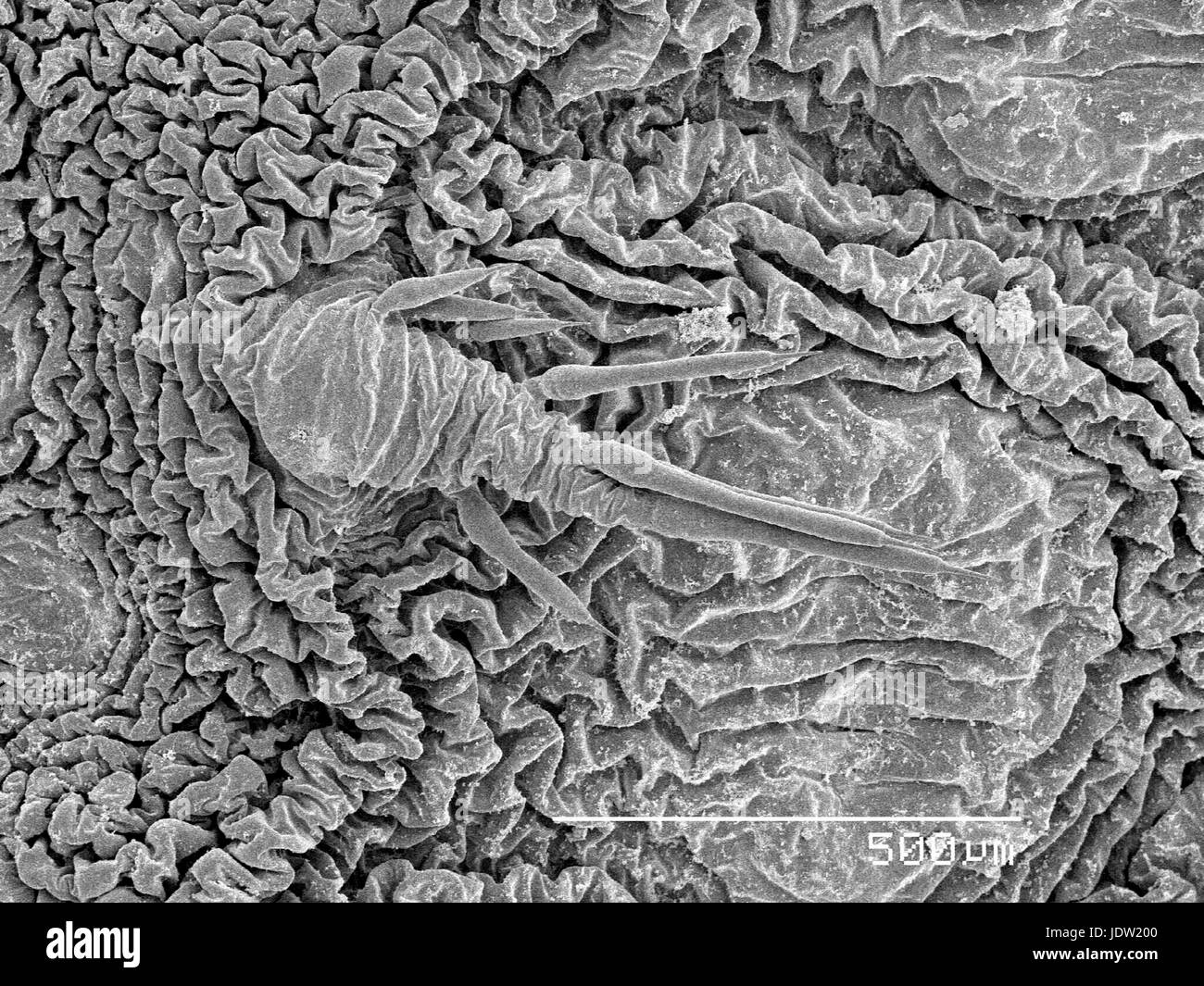 Magnified Hair