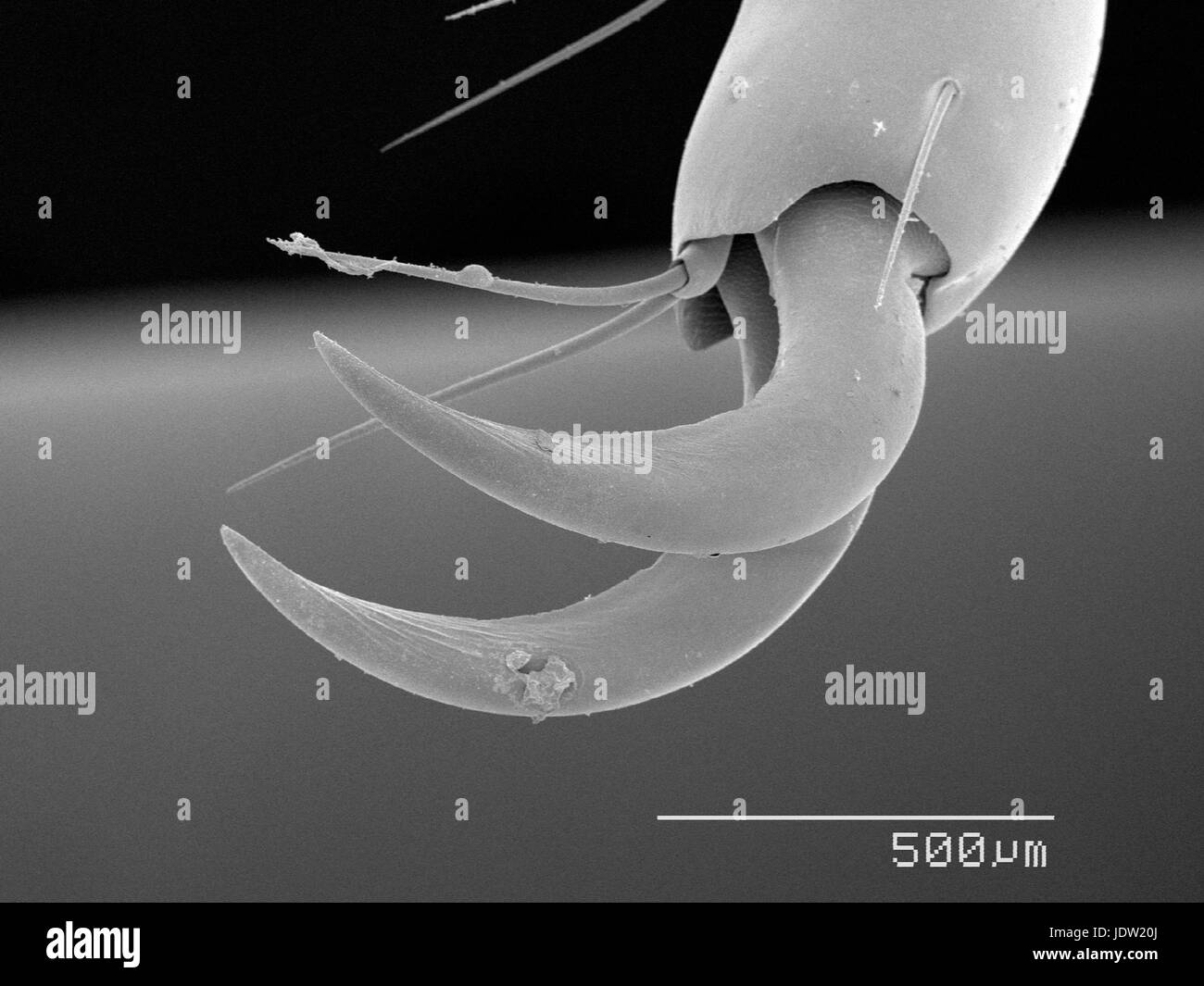 Magnified view of beetle tarsal claws Stock Photo - Alamy