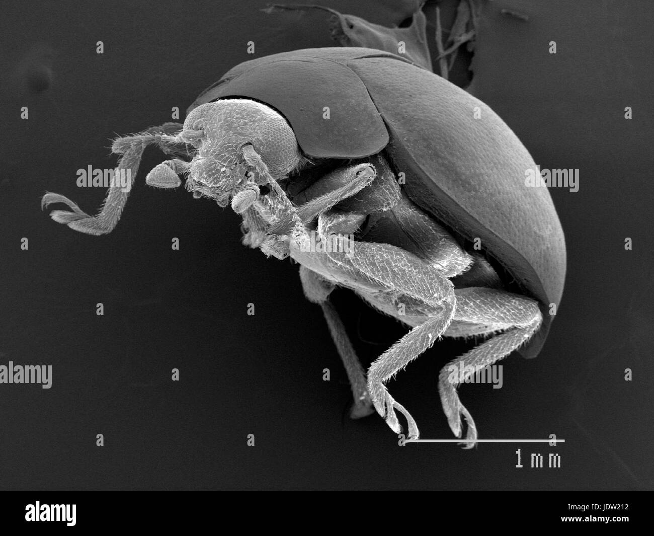 Magnified view of ladybug Stock Photo - Alamy