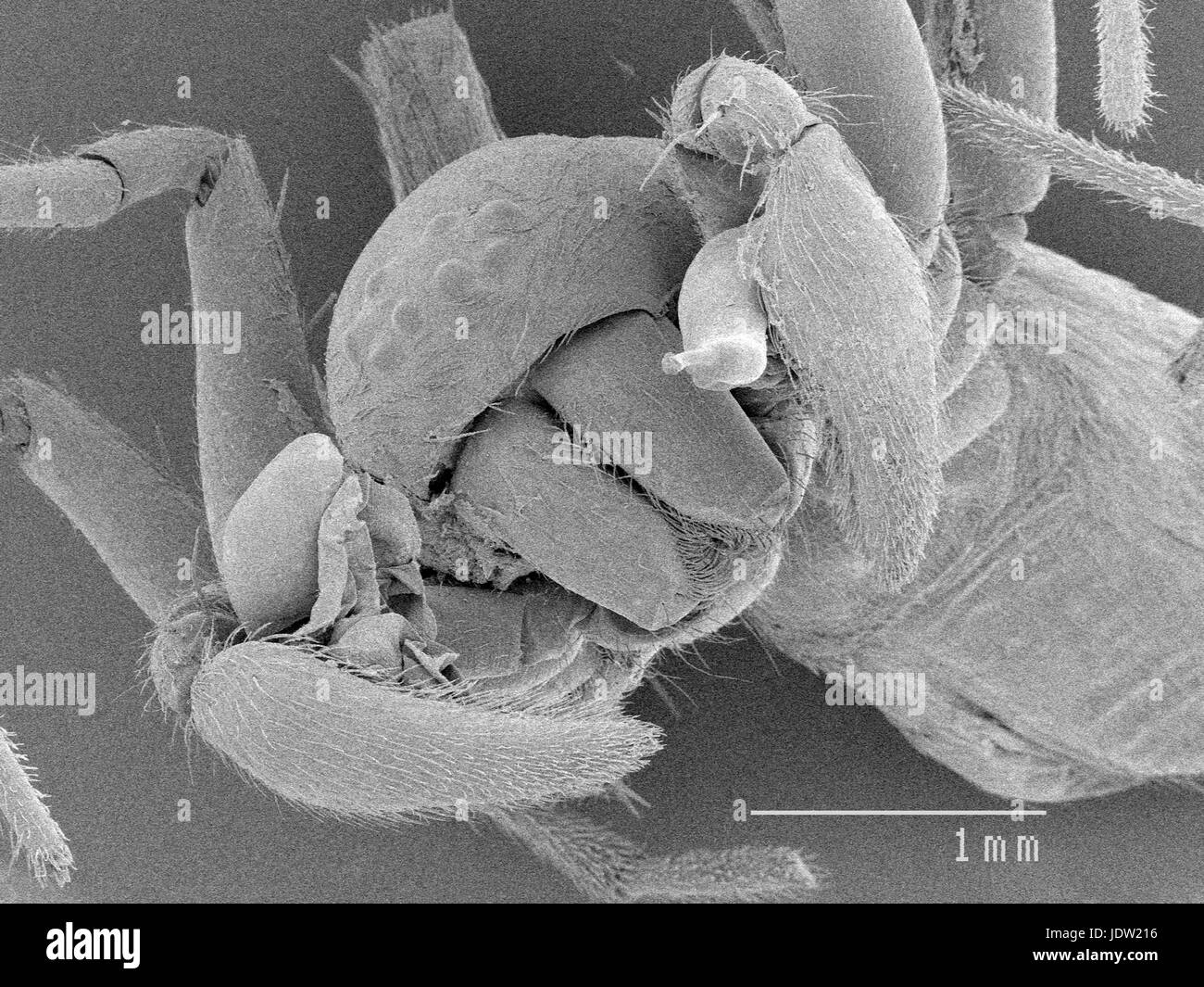 Magnified view of spider head Stock Photo - Alamy