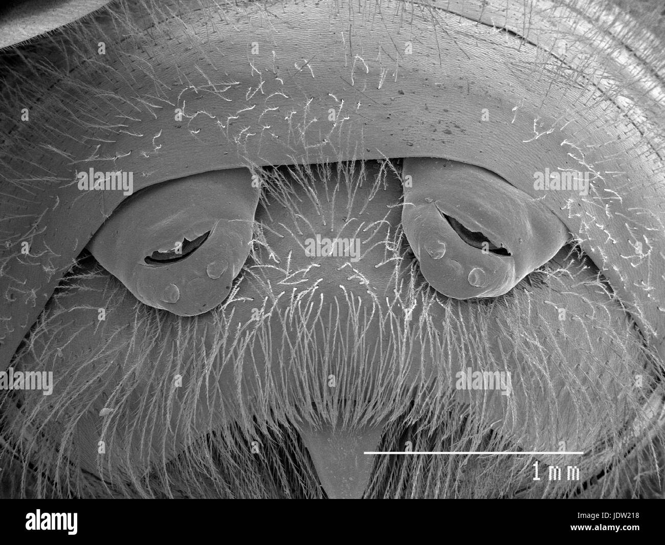 Magnified view of twisted Stock Photo - Alamy