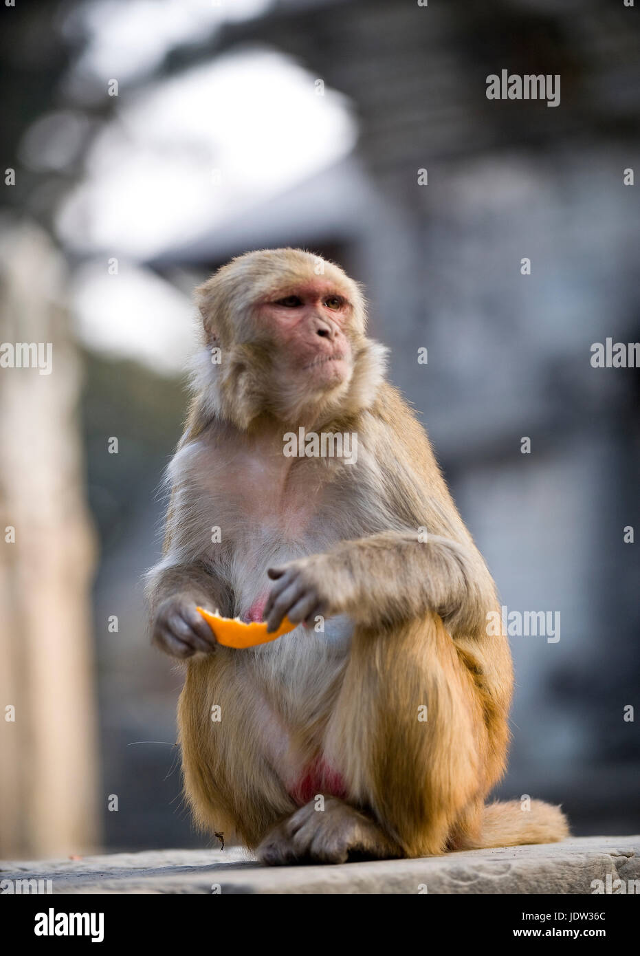 Monkey orange fruit hi-res stock photography and images - Alamy