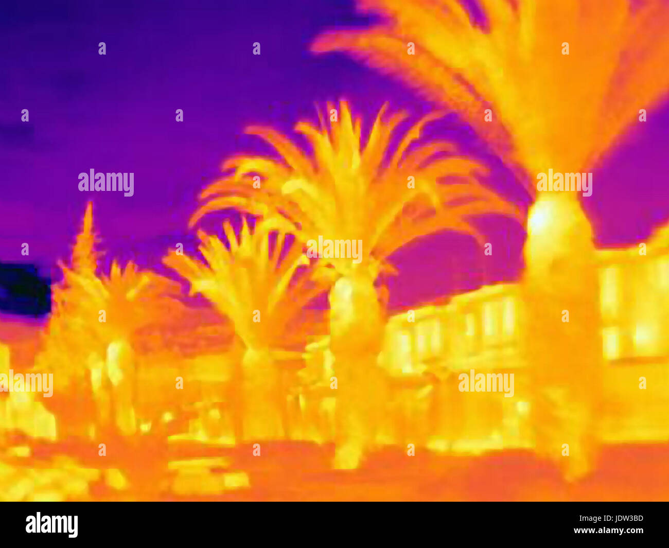 Palm tree infrared hi-res stock photography and images - Alamy