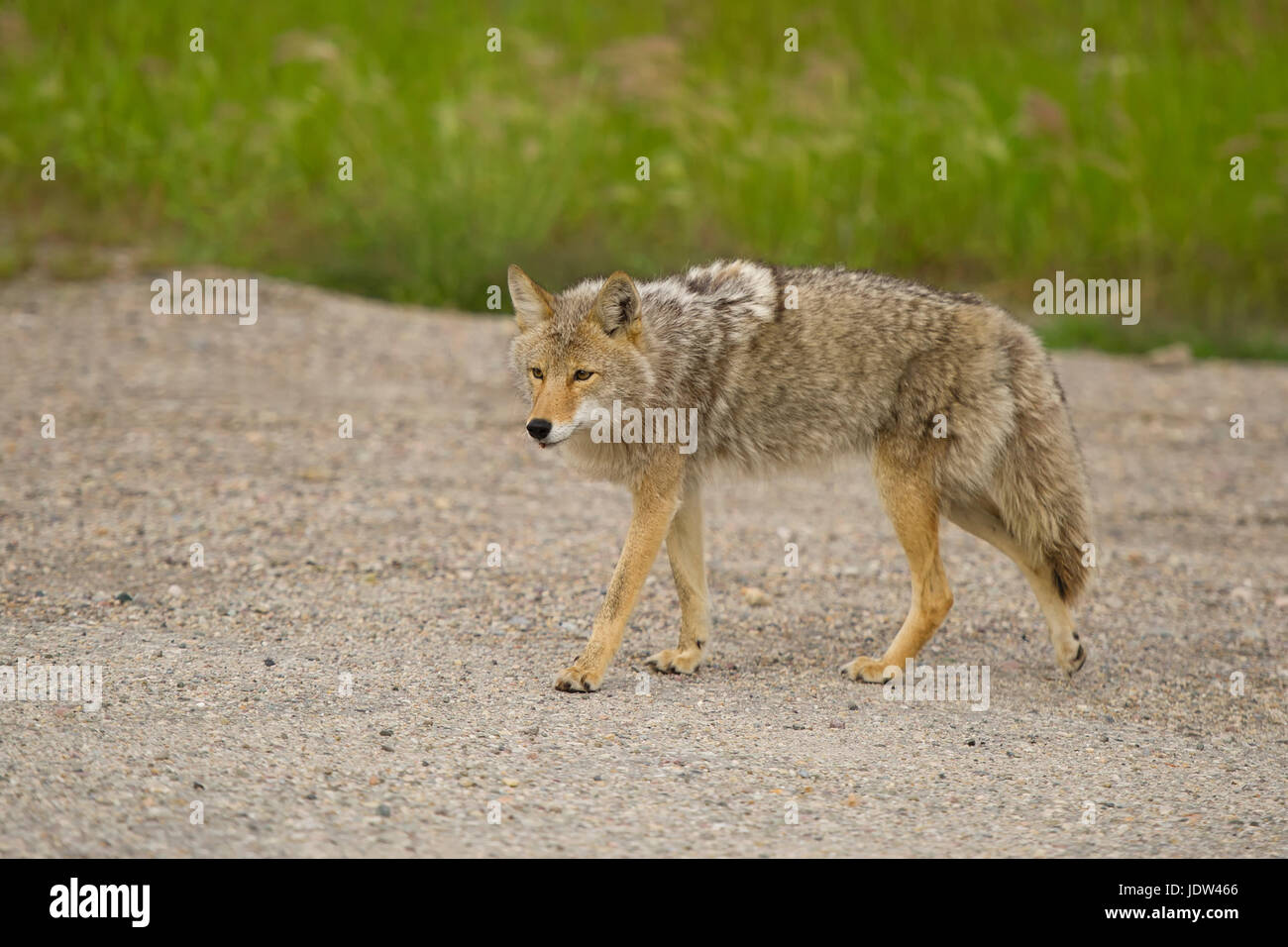 Coyote, Banff, Alberta, Canada Stock Photo - Alamy