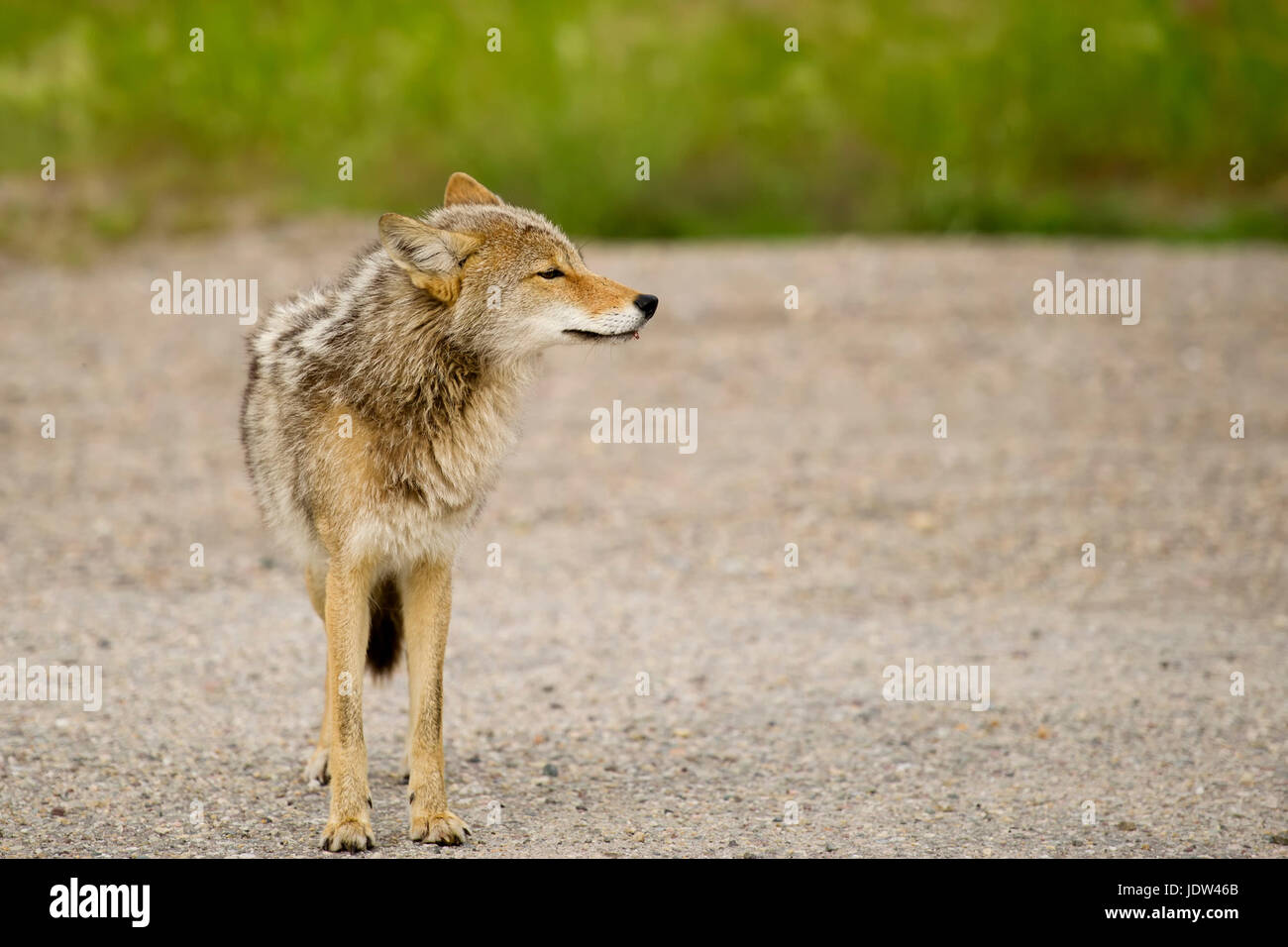 Coyote, Banff, Alberta, Canada Stock Photo - Alamy