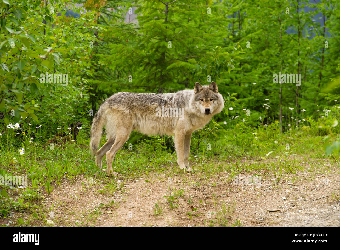 Gray Wolf, Golden, British Columbia, Canada Stock Photo - Alamy