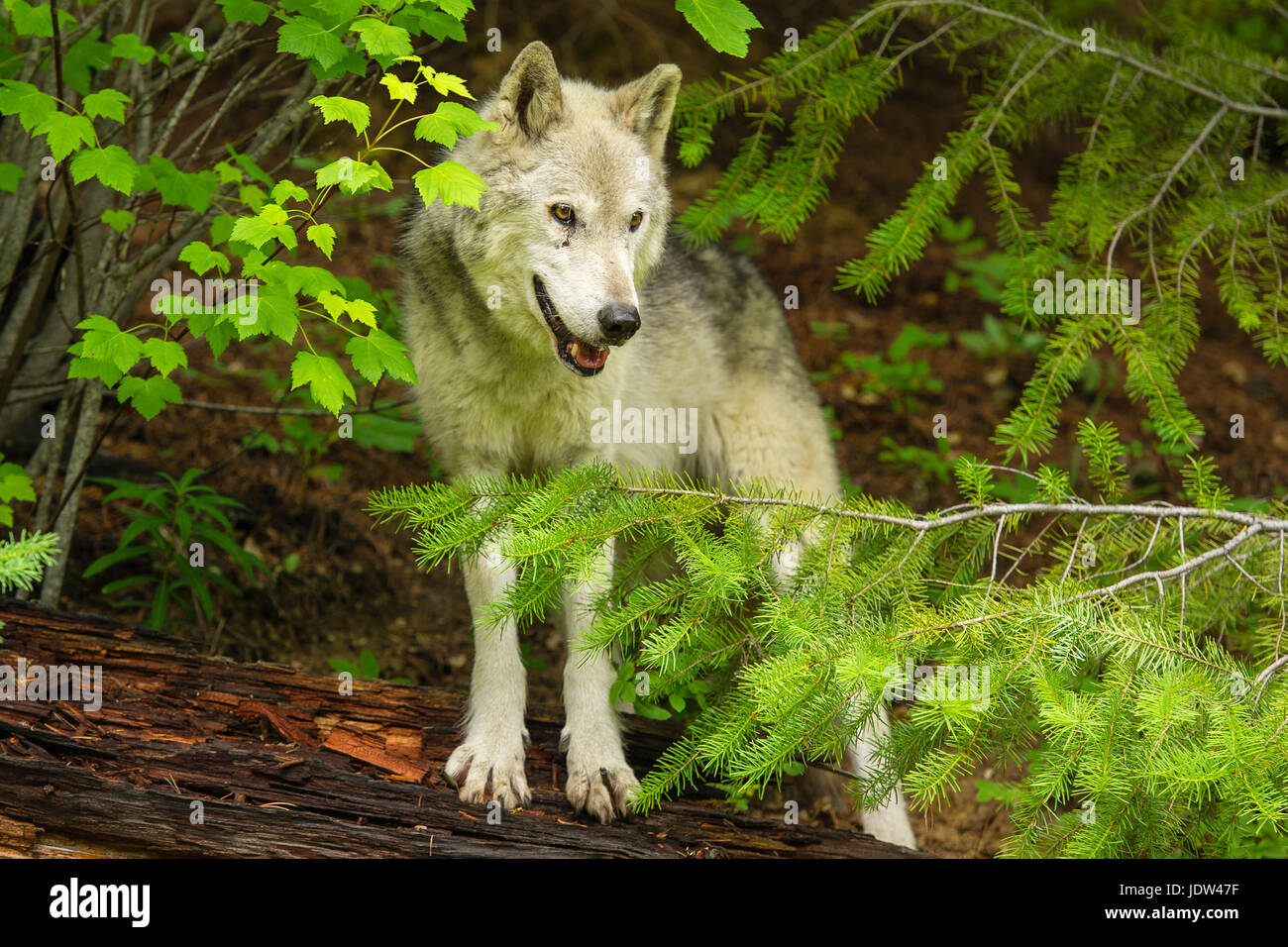 Golden Wolf High Resolution Stock Photography and Images - Alamy