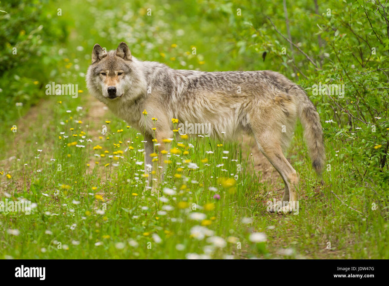 Gray Wolf, Golden, British Columbia, Canada Stock Photo - Alamy